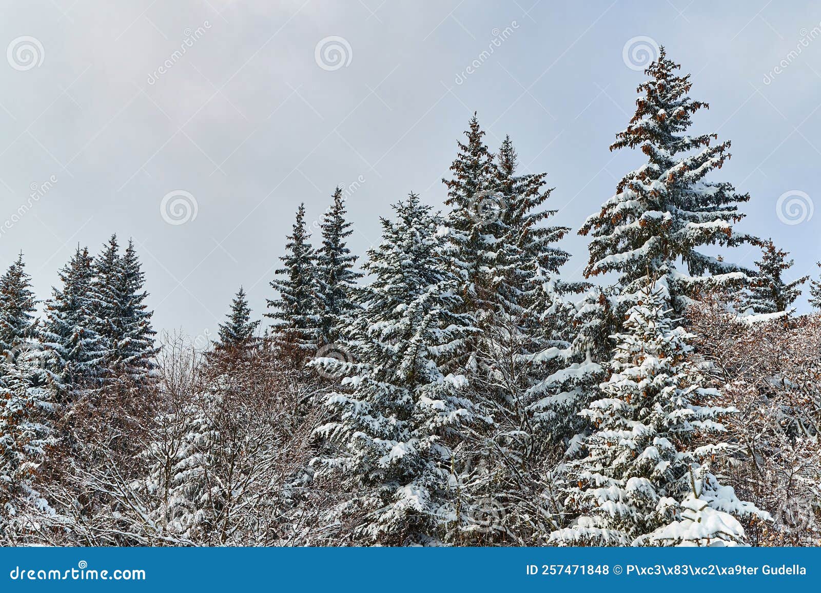 Winter Landscape with Trees, Falling Snow Stock Photo - Image of ...