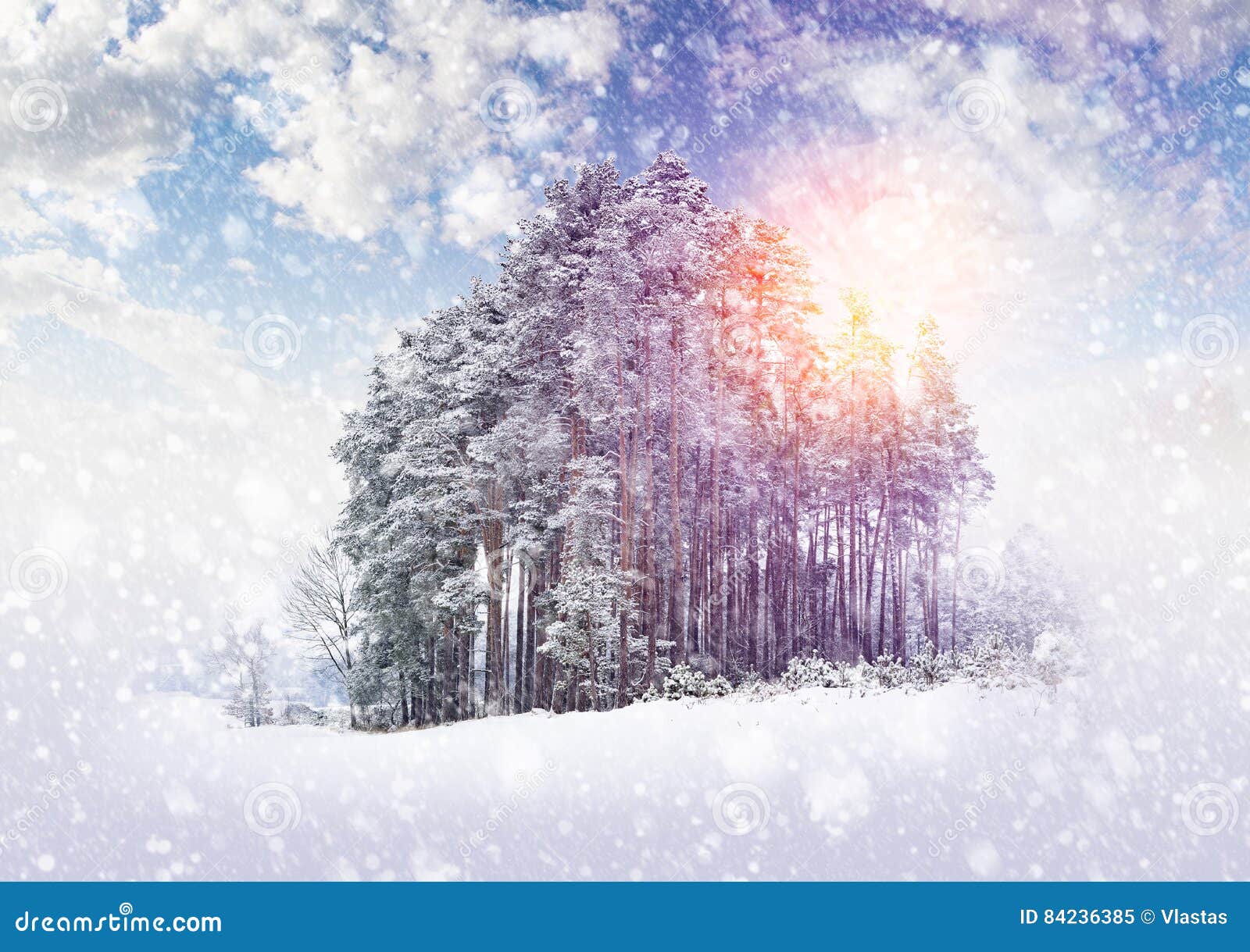 Winter Landscape with Trees and Falling Snow Stock Image - Image of ...