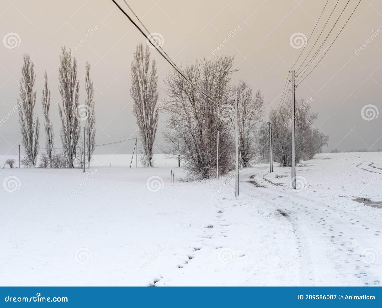 Winter Landscape with Trees in the Field Stock Image - Image of ...