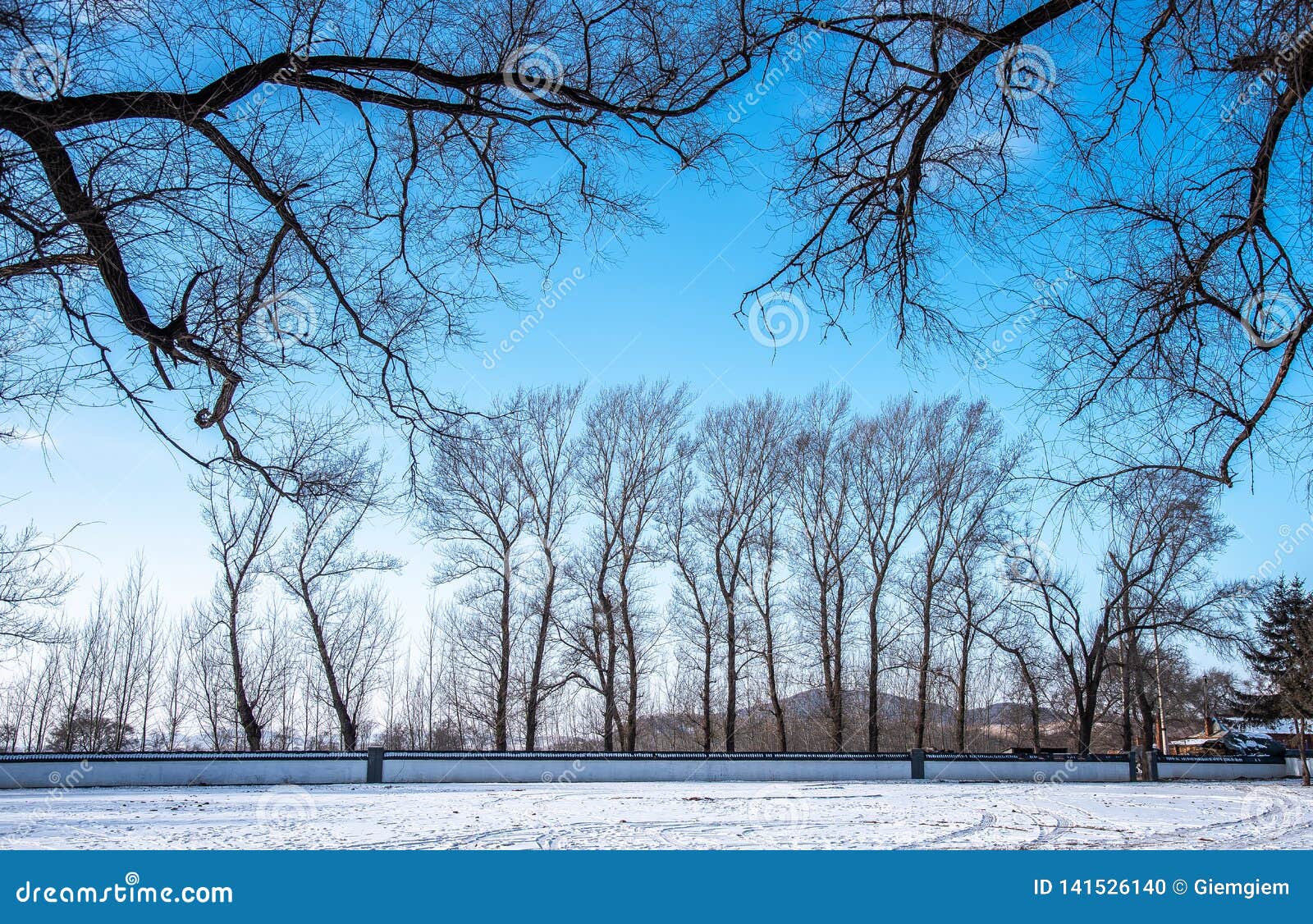 Winter Landscape with Trees and Forest, Dry Tree without Leaf with Blue ...