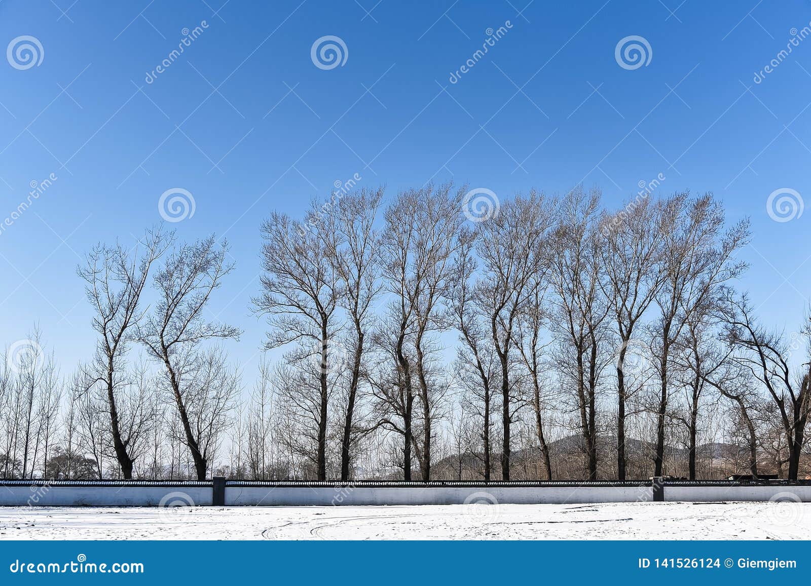 Winter Landscape with Trees and Forest, Dry Tree without Leaf with Sky ...