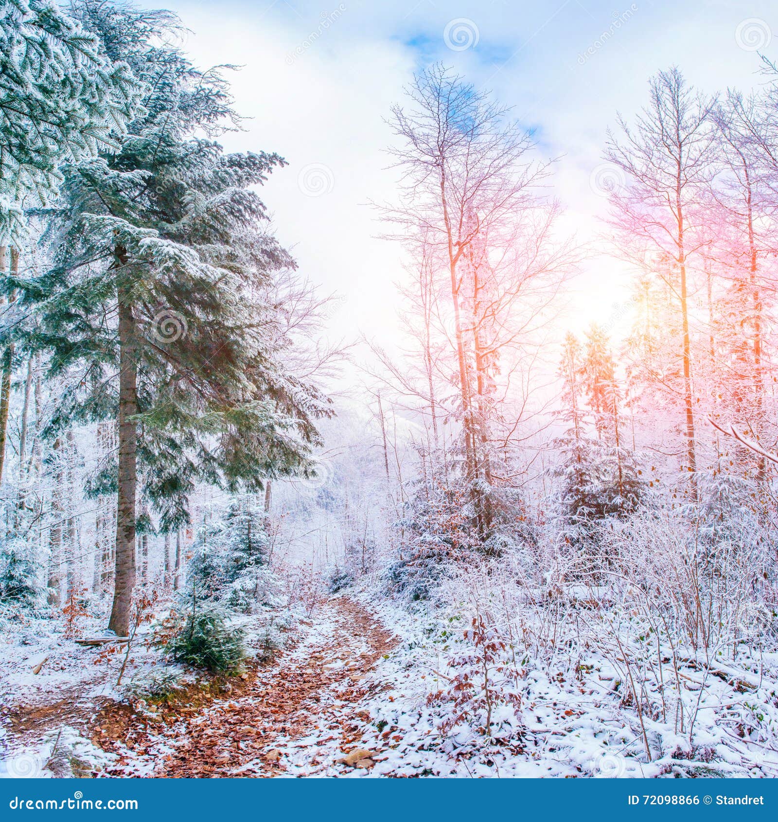 Winter Landscape Trees in Frost Stock Photo - Image of blizzard ...
