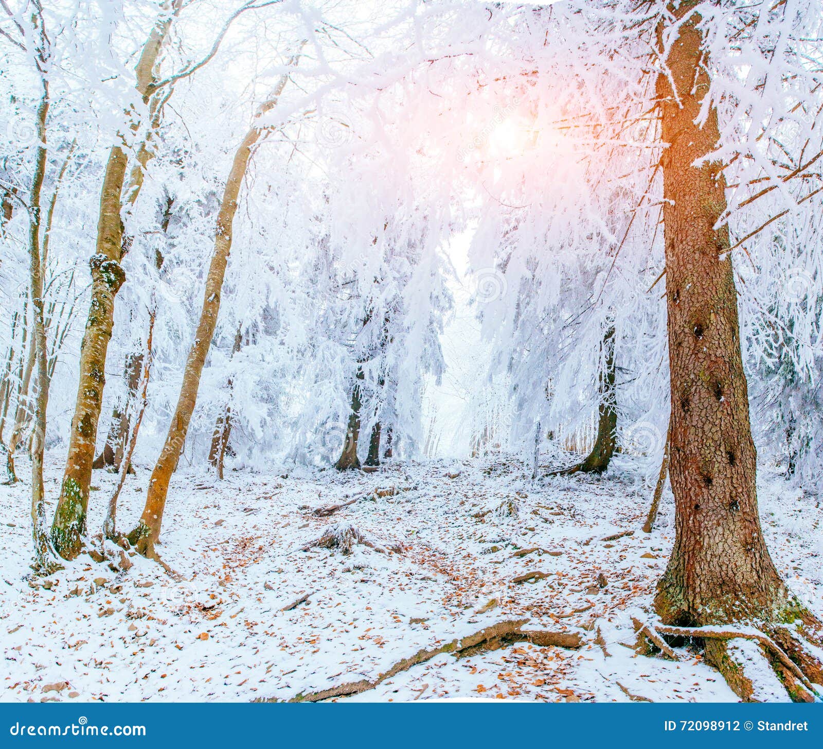 Winter Landscape Trees in Frost Stock Photo - Image of scene, parkway ...