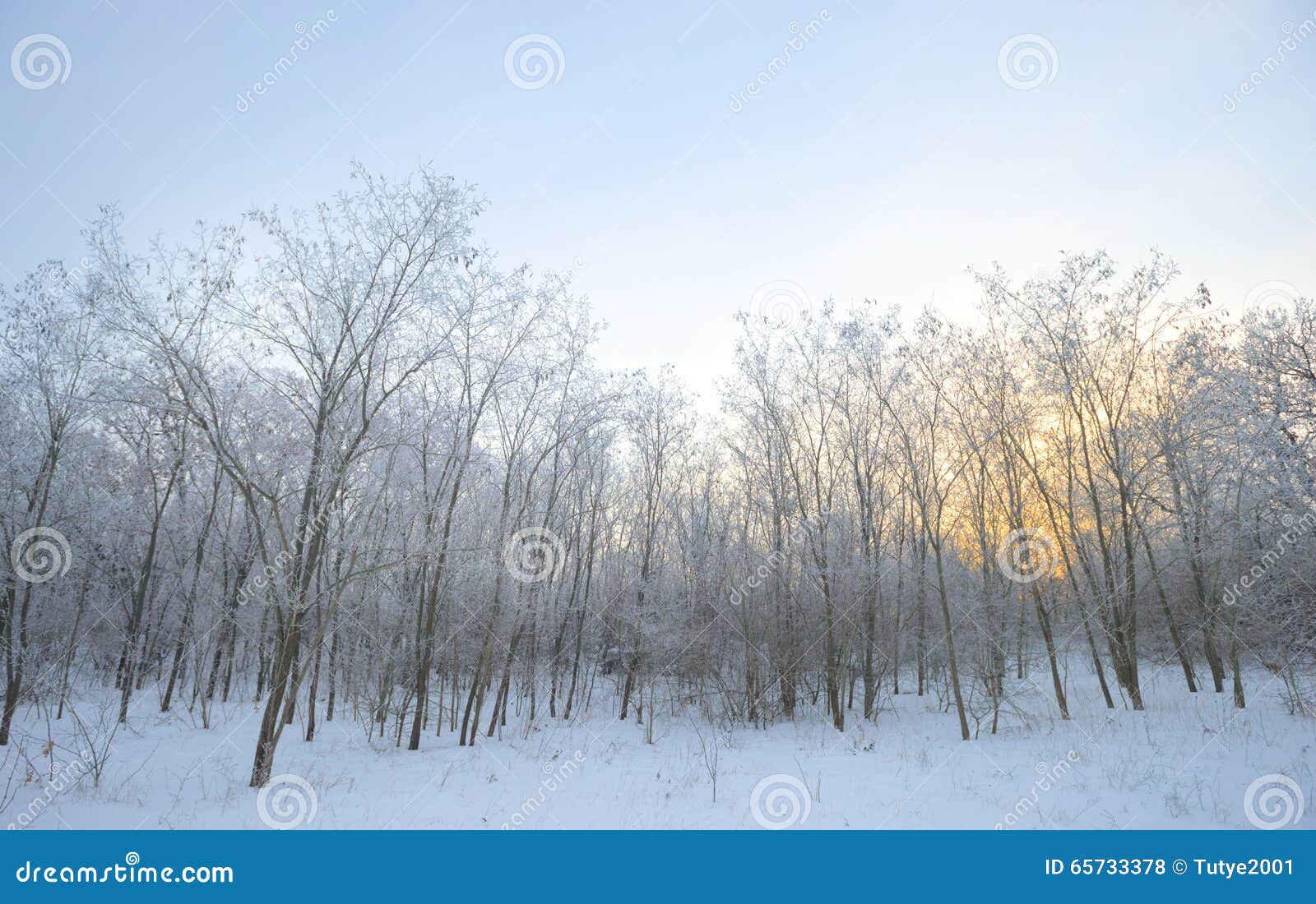 Winter Landscape. Trees Full of Snow Stock Photo - Image of concept ...