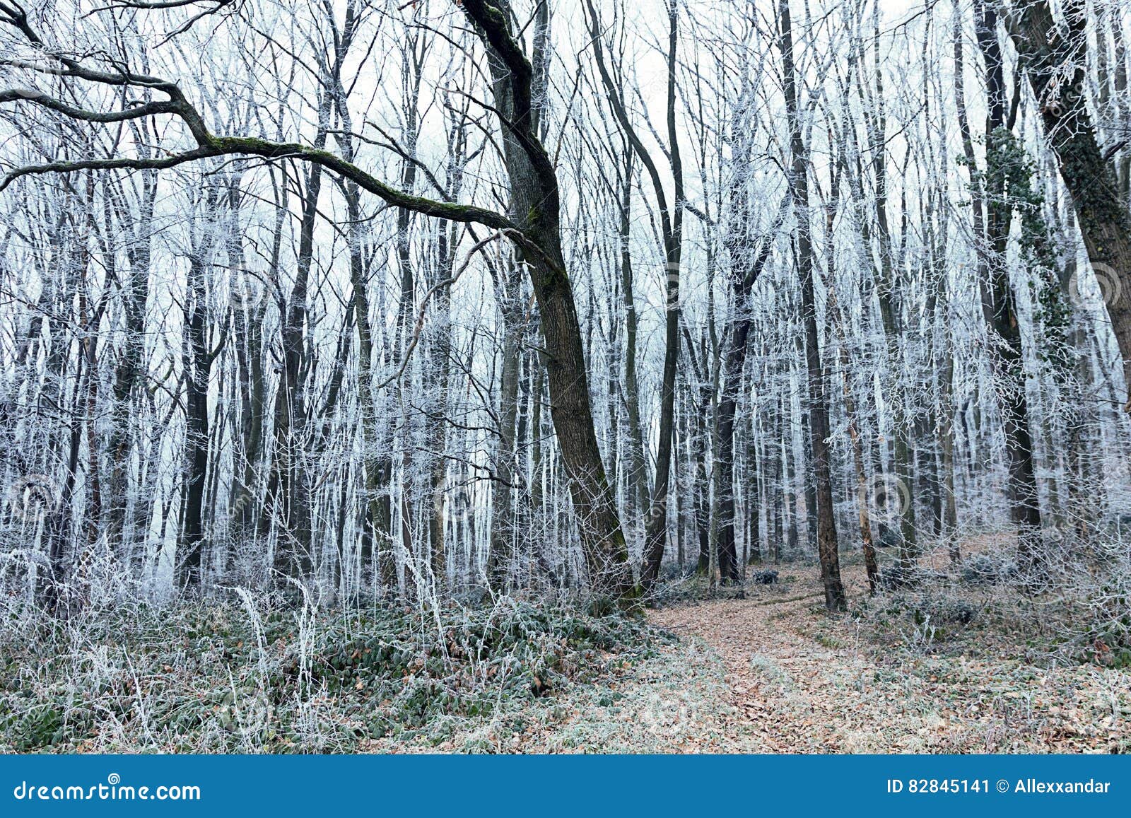Winter Landscape. Trees in Hoarfrost. Forest Cold Season. Stock Image ...