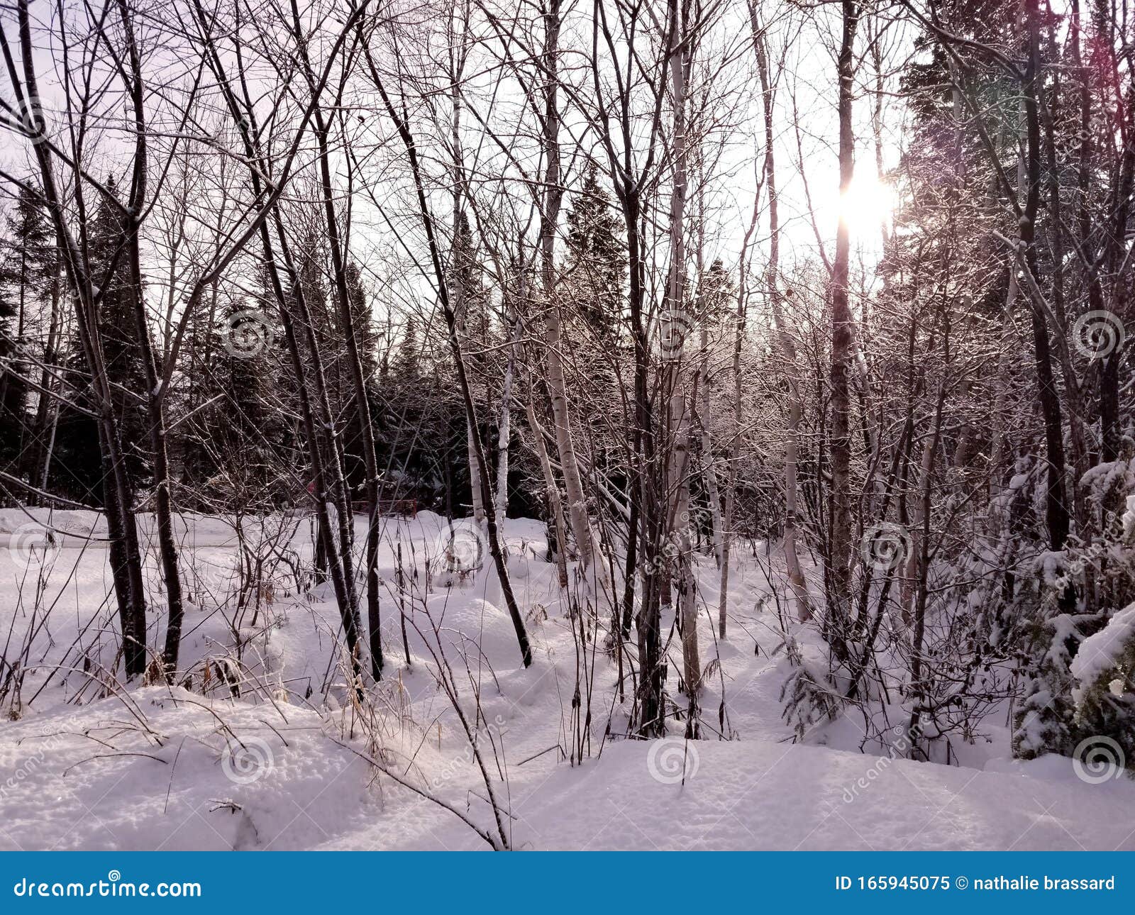 Winter Landscape with Trees and Sun Shining through. White Snow Stock ...