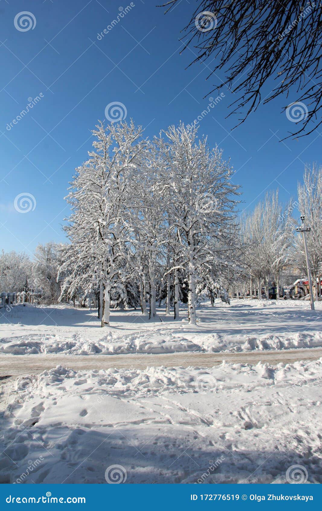 Winter Landscape with Two Trees in the Snow Stock Image - Image of walk ...