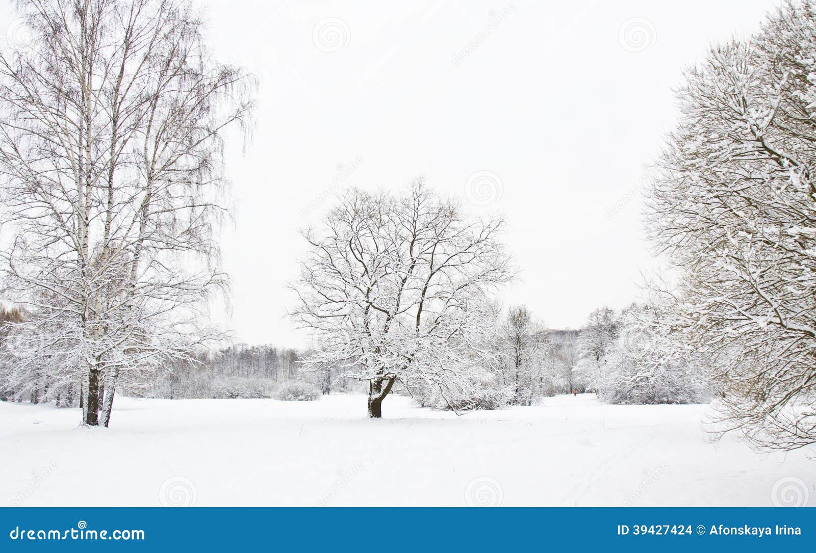 Winter landscape stock photo. Image of white, tree, woods - 39427424