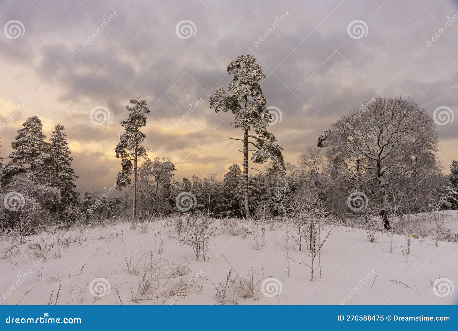 Winter Landscape in Valaam Forest Stock Image - Image of nature, cloud ...