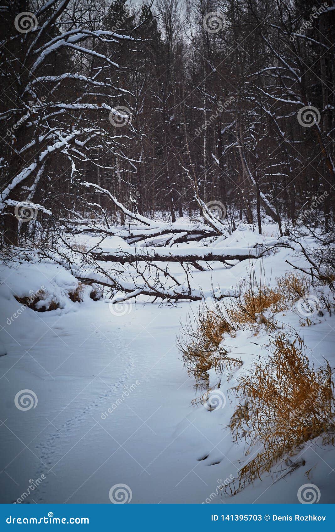 Winter Landscape, Vertical Orientation, Snow-covered Forest, River ...