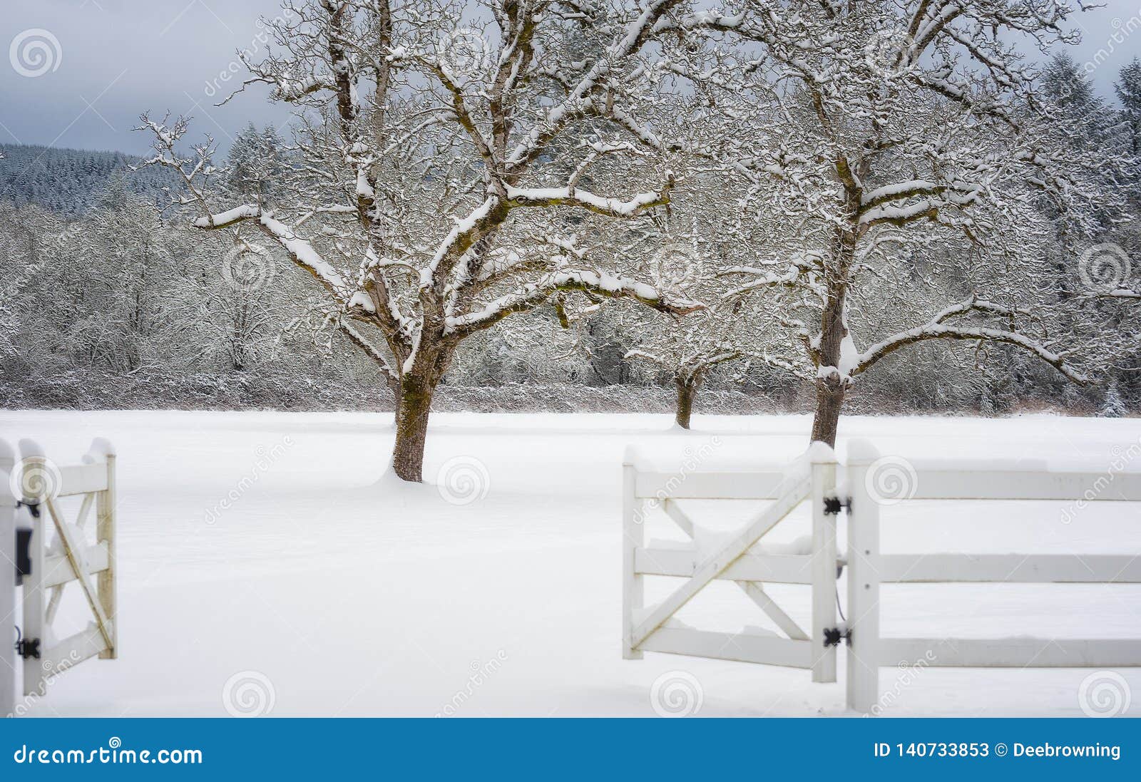 Winter Landscape White Gate and Tree Stock Image - Image of fence ...