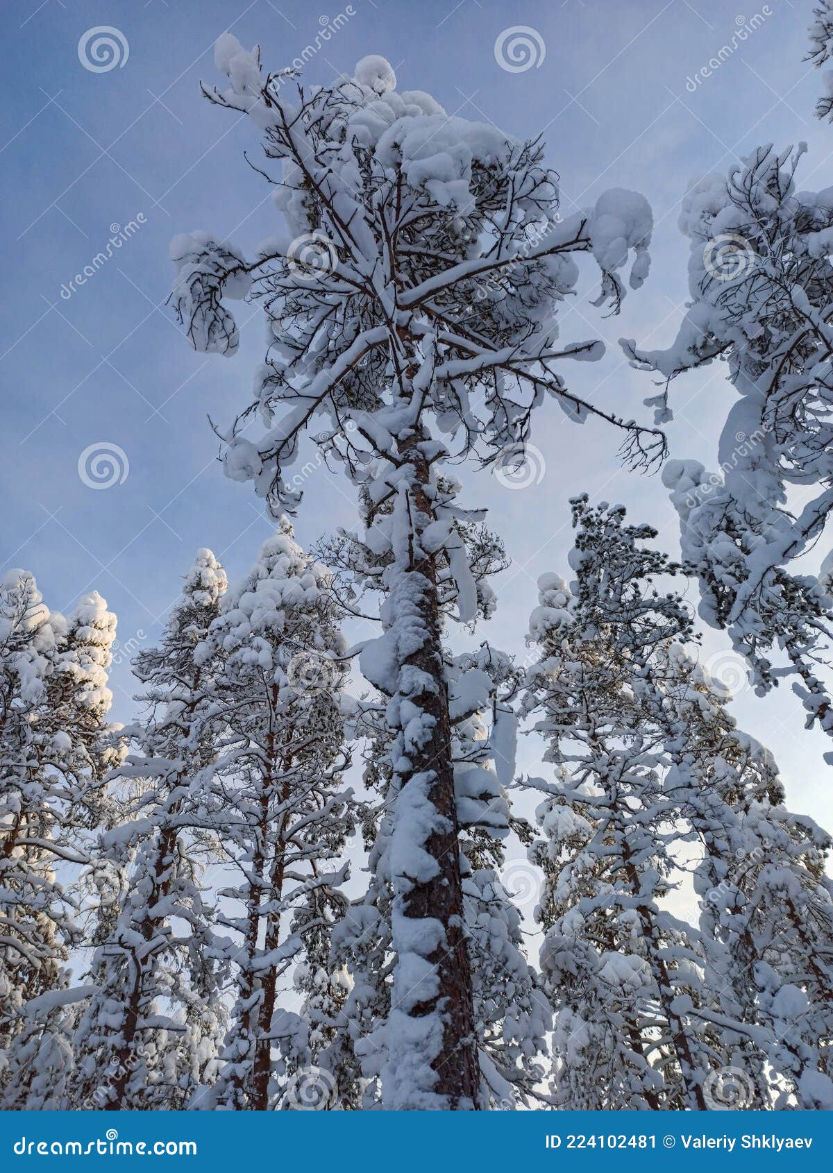 Winter Landscape with White Snow Caps on Trees and Snowfall Stock Image ...