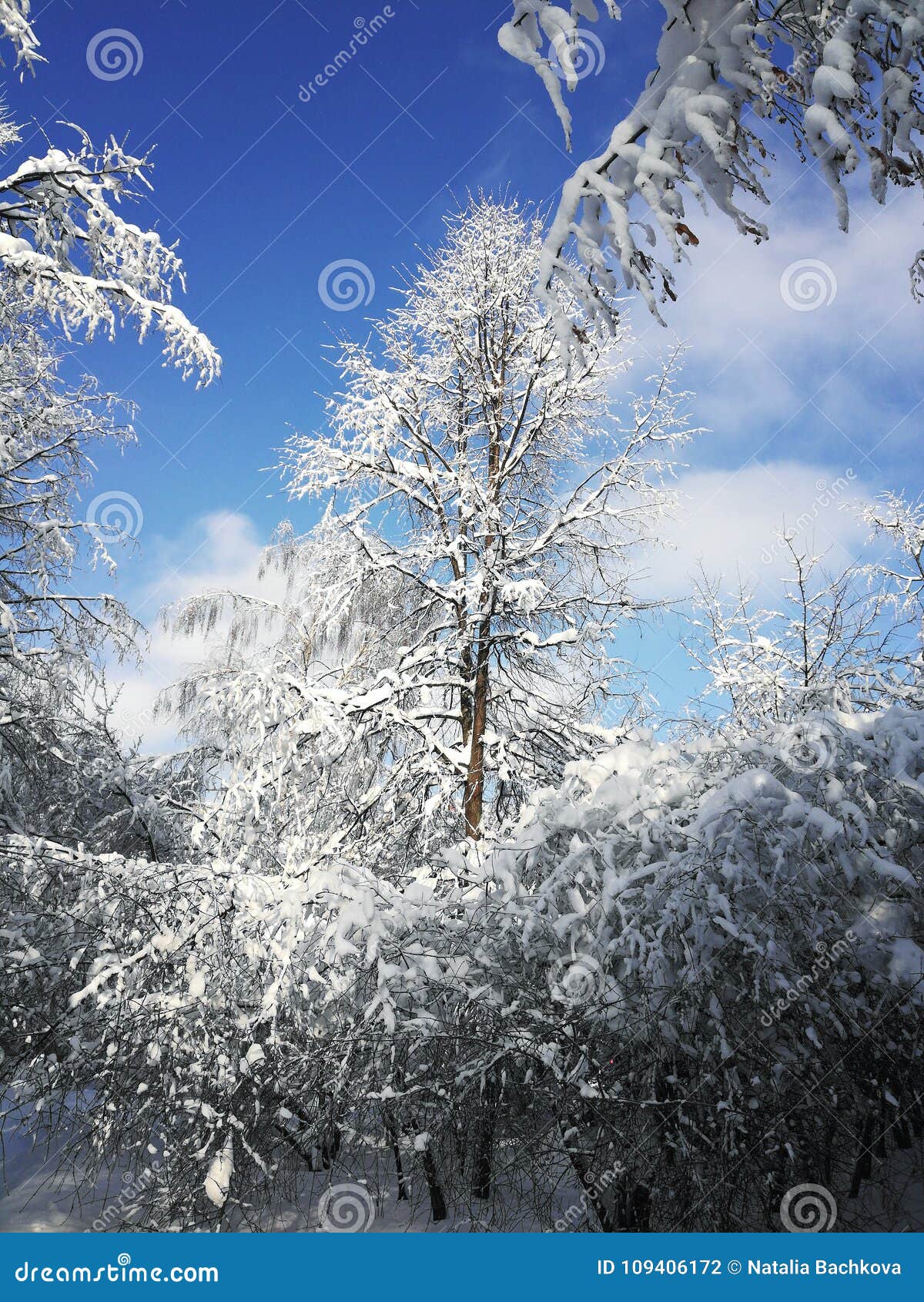 Winter Landscape with Trees, Snow and Blue Sky Stock Photo - Image of ...