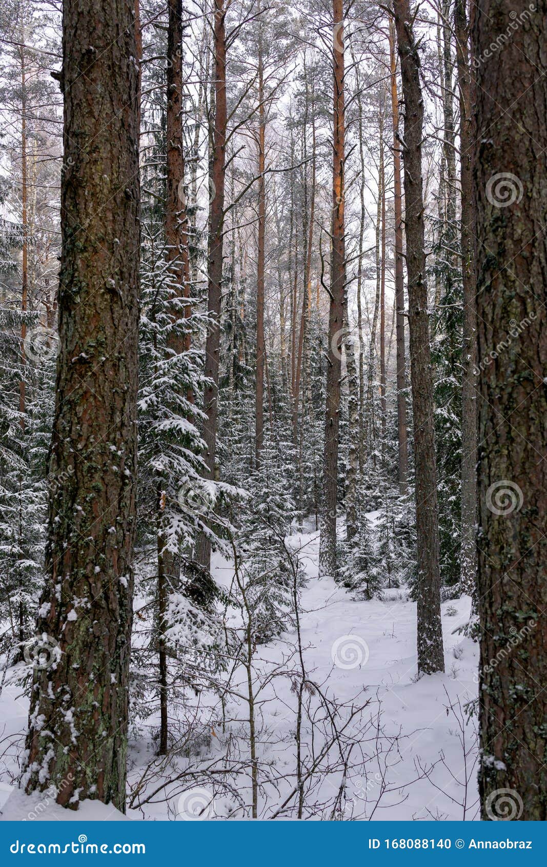 Winter Landscape, the Whole Forest Strewn with Snow Stock Photo - Image ... Winter Landscape, the Whole Forest Strewn with Snow Stock Photo - Image ...