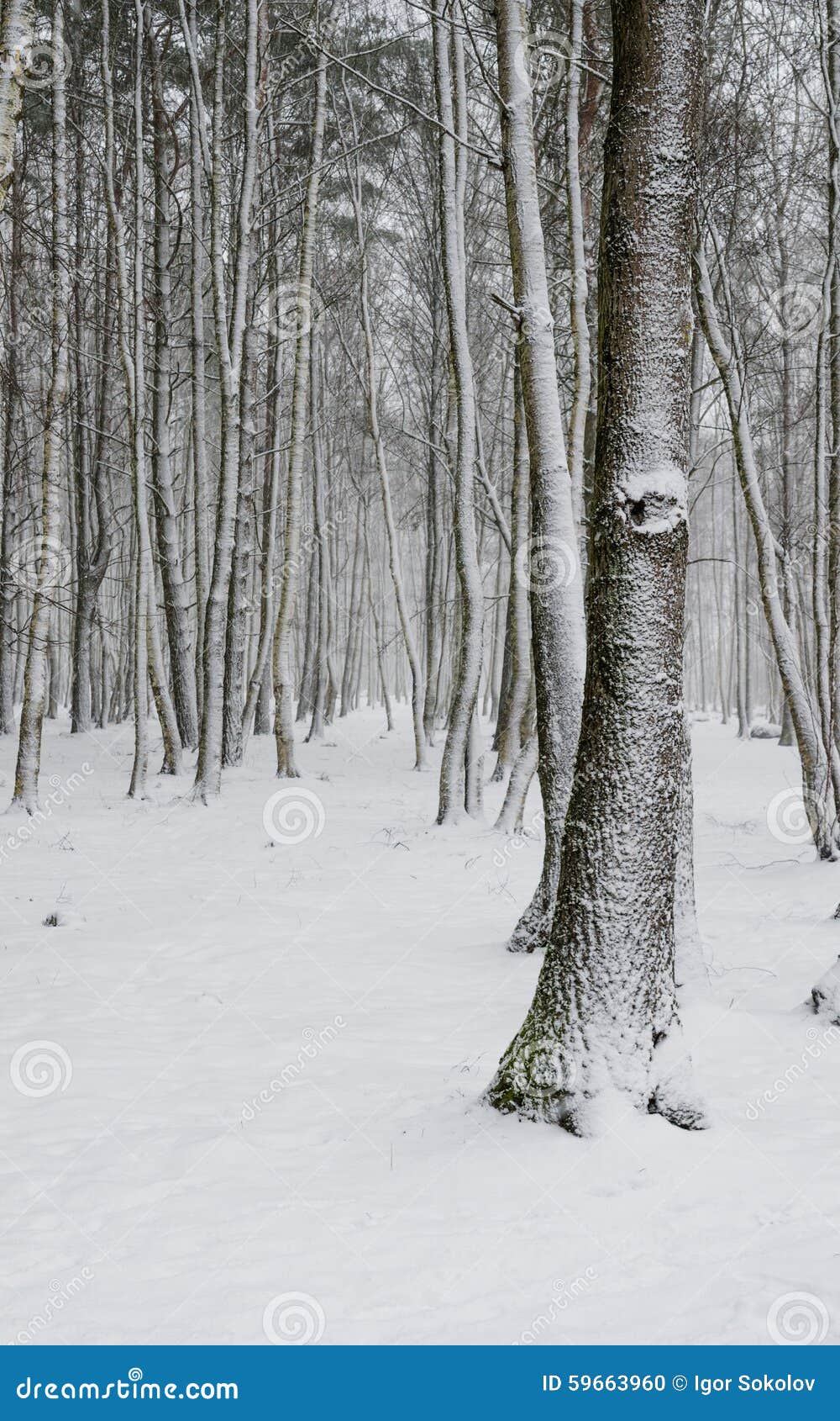 Winter Landscapes, Snow Covered Tree Trunks Stock Photo - Image of ...