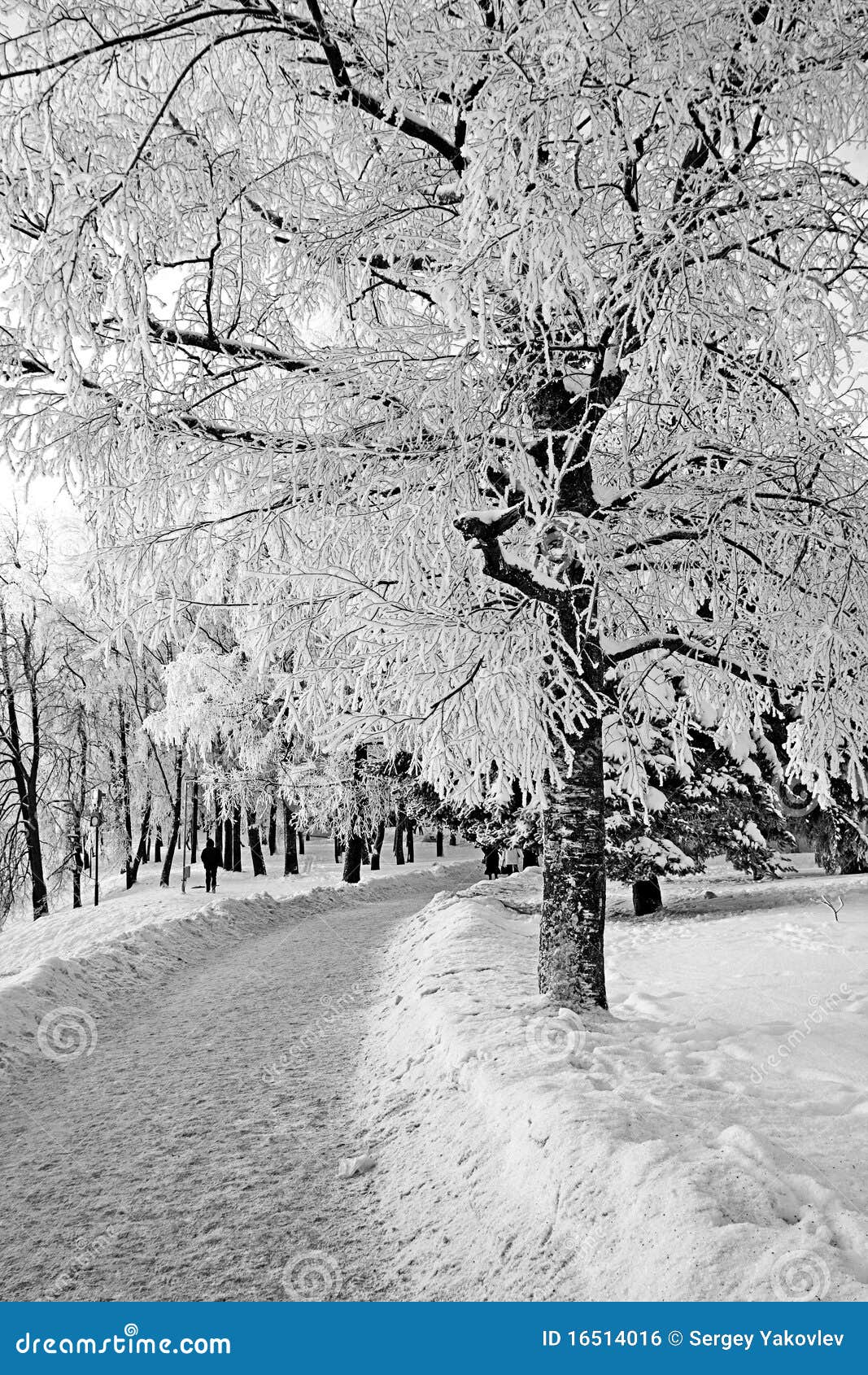 Winter lane stock photo. Image of meteorology, backgrounds - 16514016