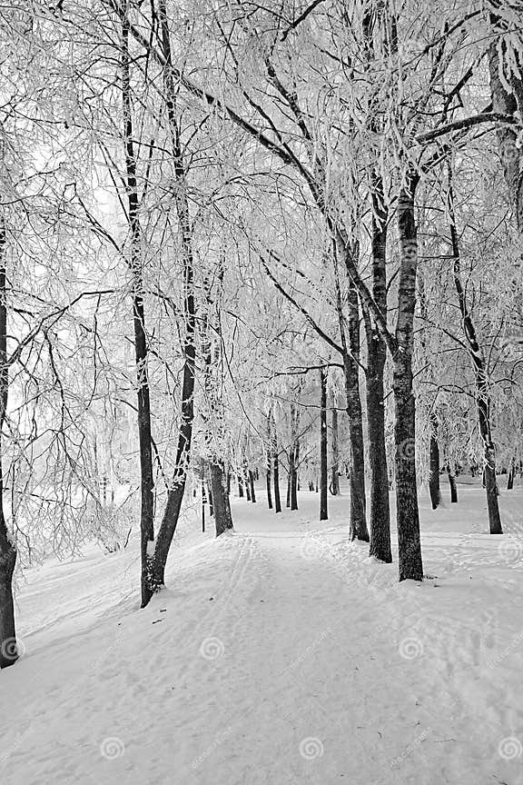 Winter lane stock photo. Image of scenics, loch, sled - 16514132