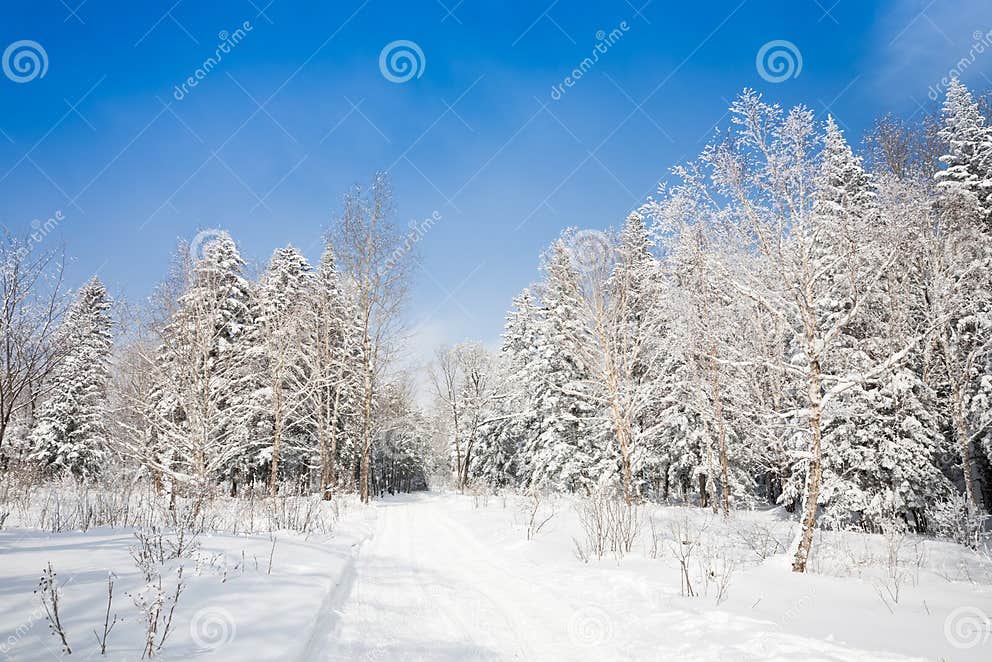 Winter lane stock image. Image of lane, landscape, cool - 17273225