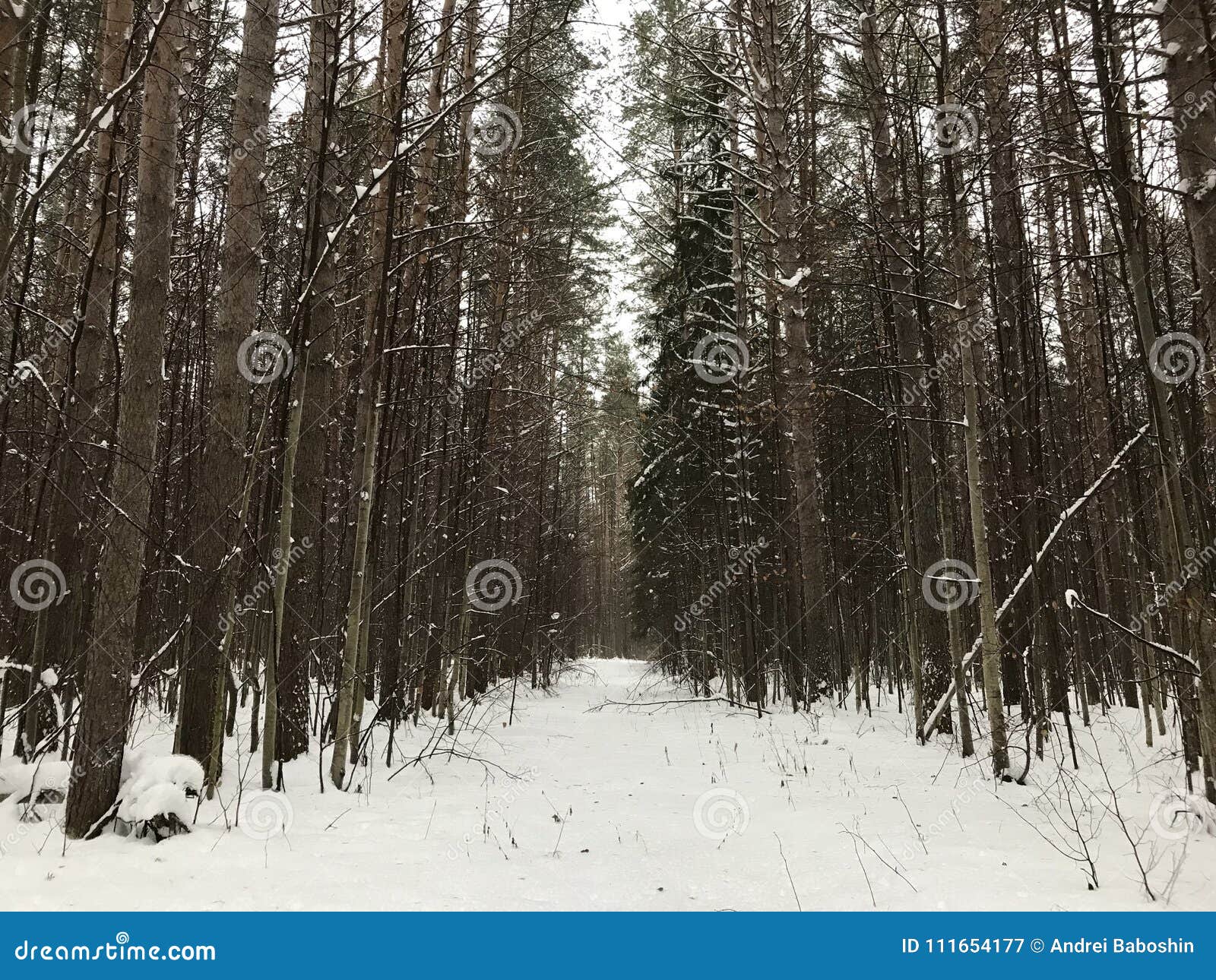 Winter lane in the woods stock image. Image of covered - 111654177