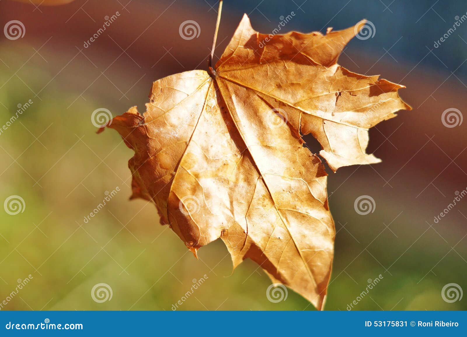 Winter Leaf On A Cold Night, Lying Next To Your Tree Royalty-Free Stock ...