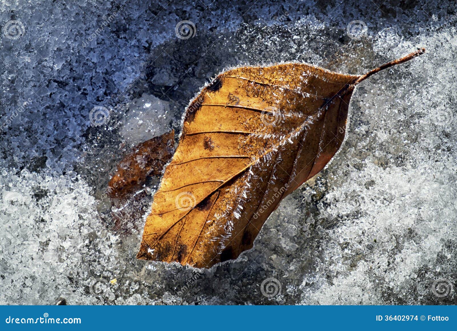 Winter leaf stock photo. Image of white, frozen, snow - 36402974