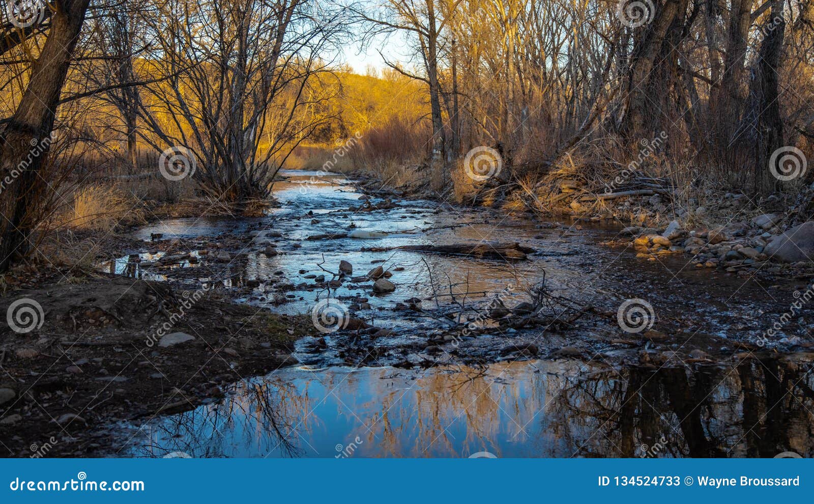 Stream with Winter Trees Reflected in Water Stock Image - Image of ...