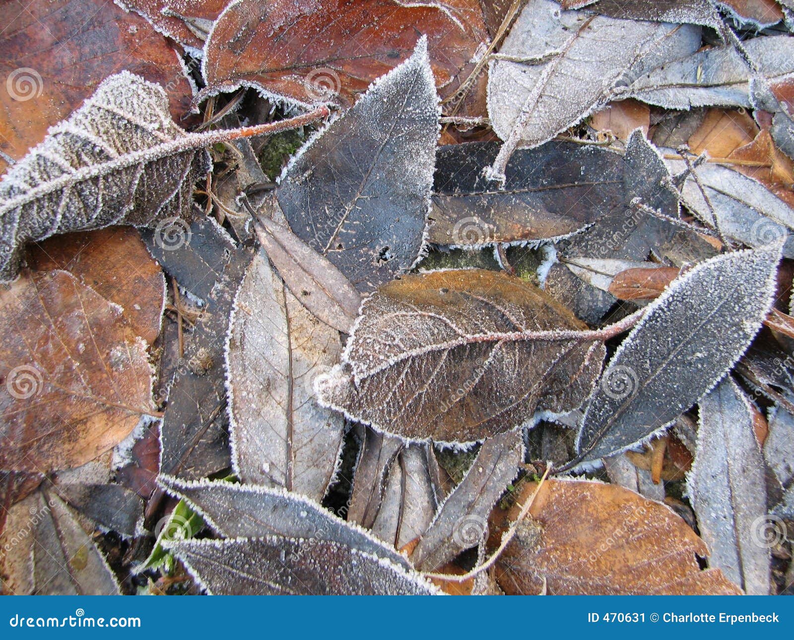 Winter leaves stock image. Image of leaves, frost, cold - 470631