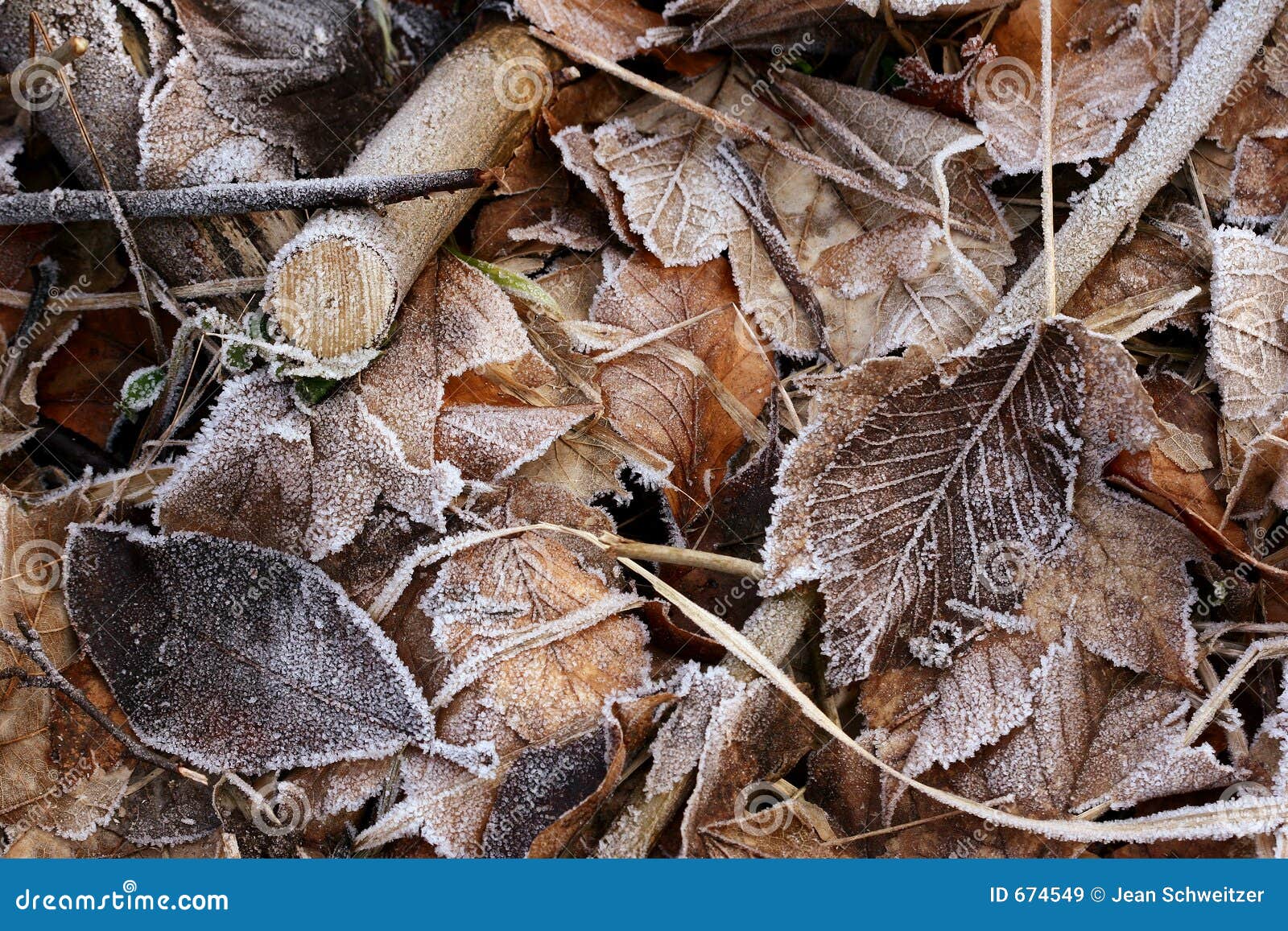 Winter leaves stock image. Image of seasonal, yellow, season - 674549