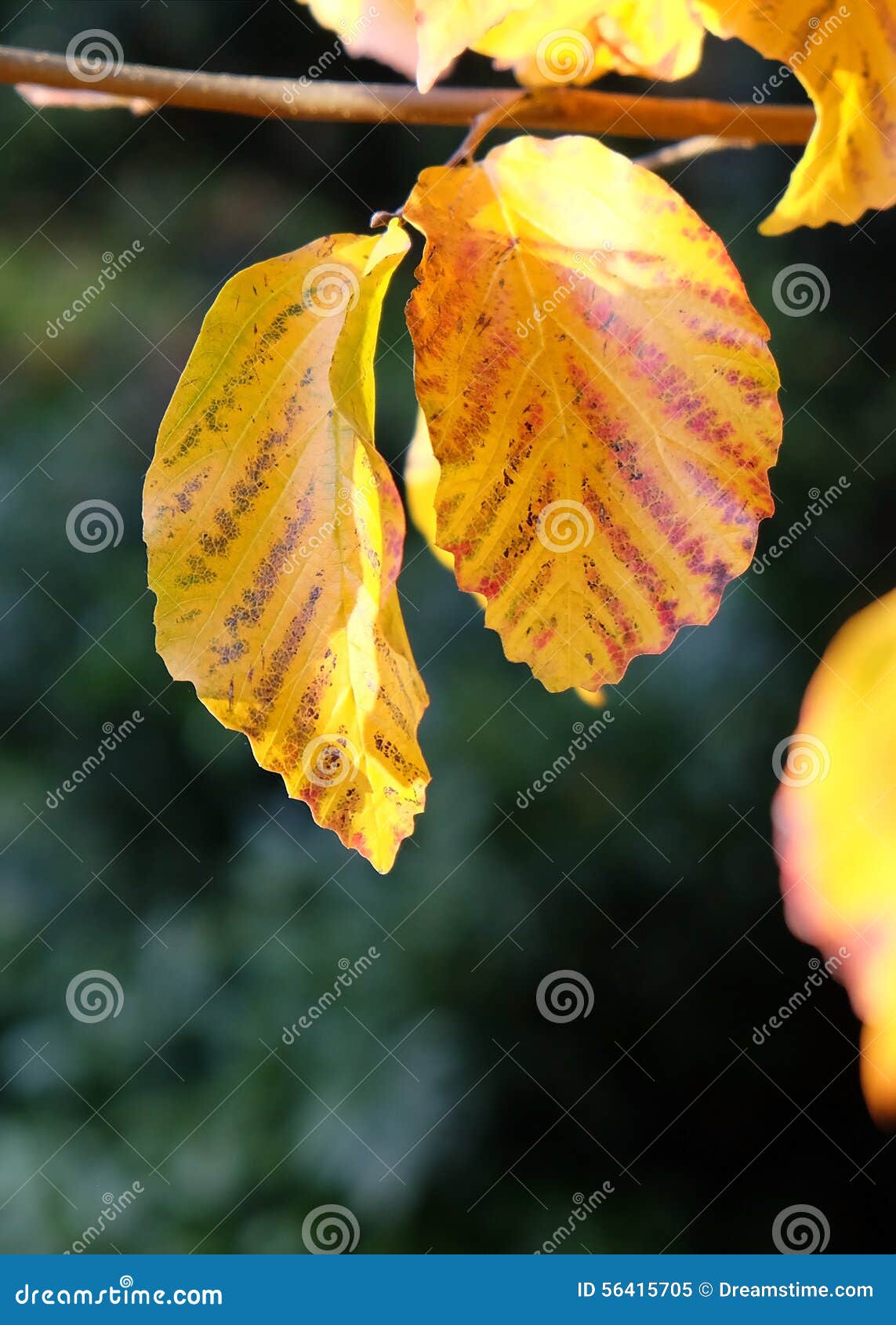 Winter Leaves stock image. Image of light, nature, winter - 56415705