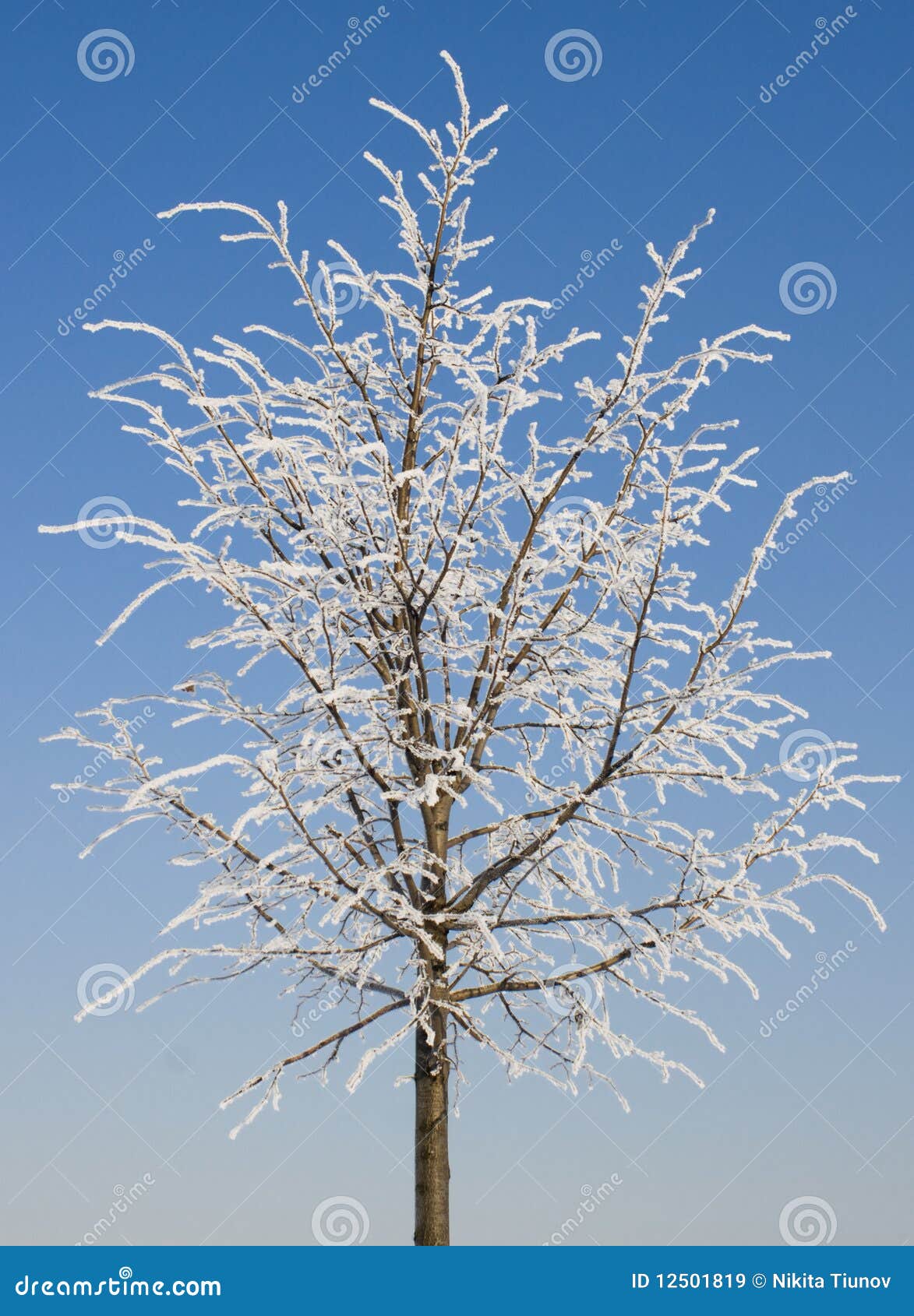 Winter lime tree stock image. Image of animal, beauty - 12501819