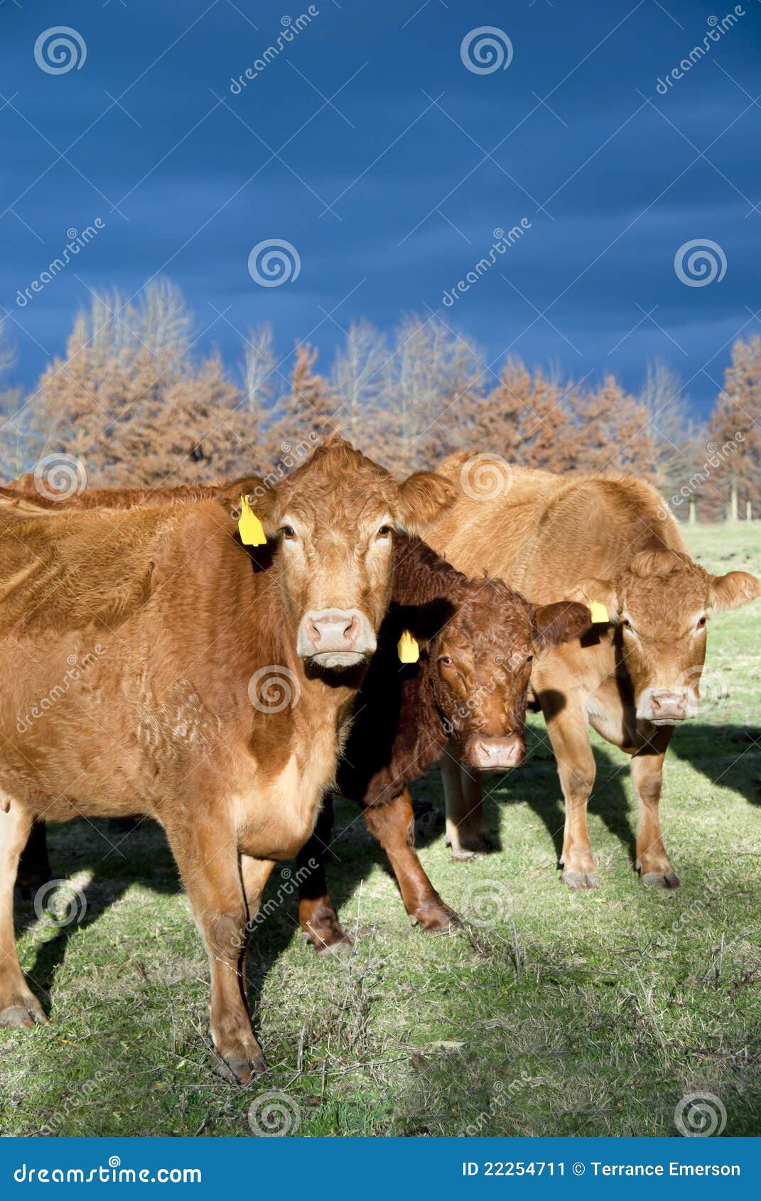 Winter Limousin Cattle stock image. Image of winter, limousin - 22254711