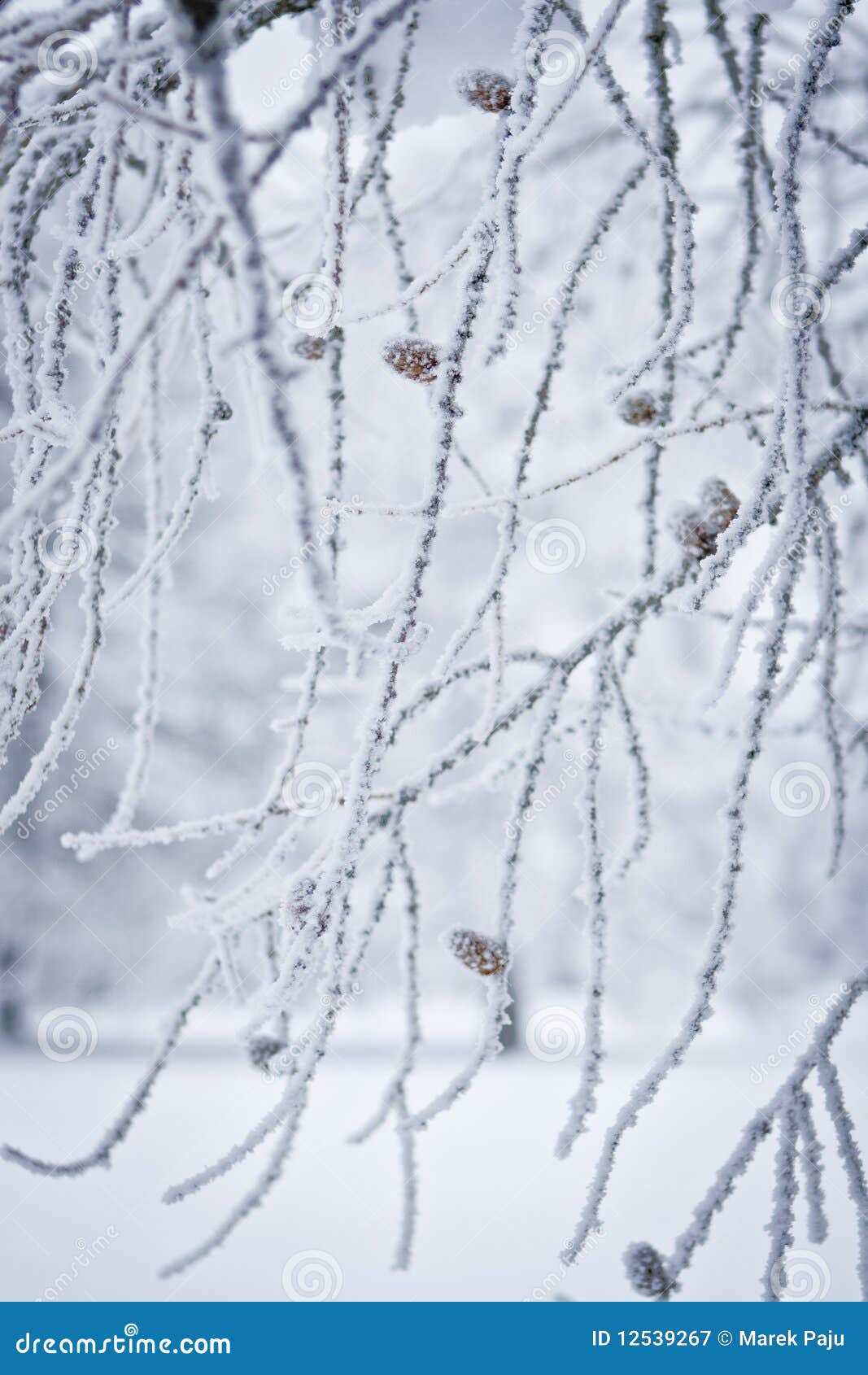 Winter Lines stock image. Image of landscape, cold, snow - 12539267