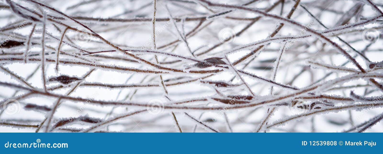 Winter Lines stock photo. Image of frozen, detail, branch - 12539808