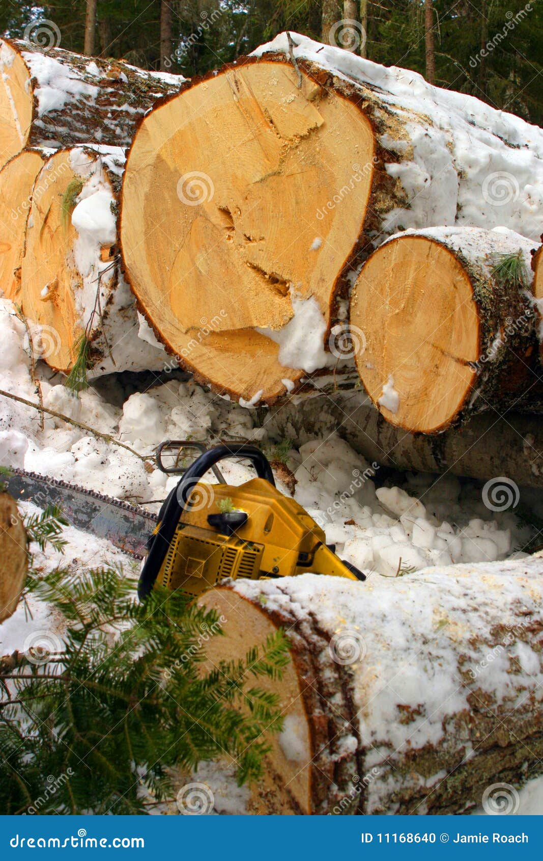 Winter logging stock photo. Image of chain, bark, firewood - 11168640