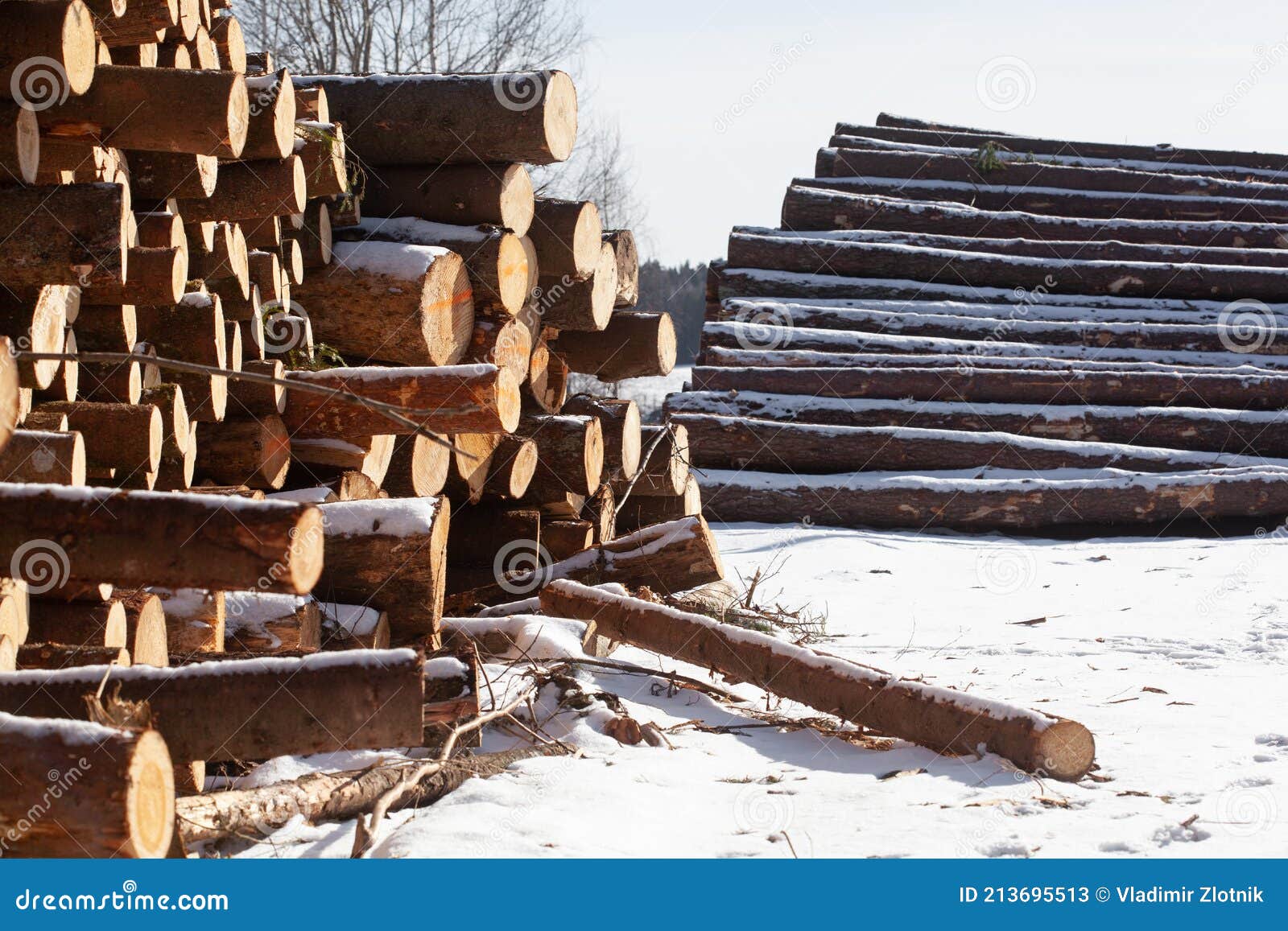 Winter Logging of Coniferous Timber in the Forest Stock Image - Image ...