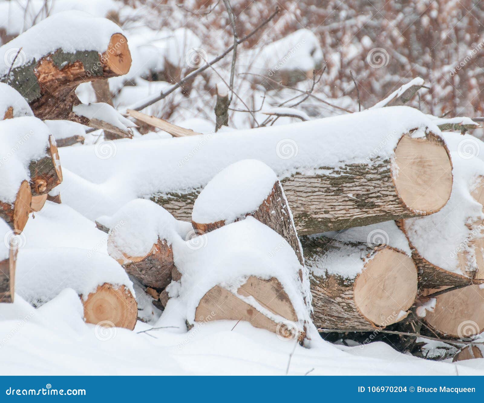 Winter Logs in Snow stock photo. Image of snow, trunks - 106970204