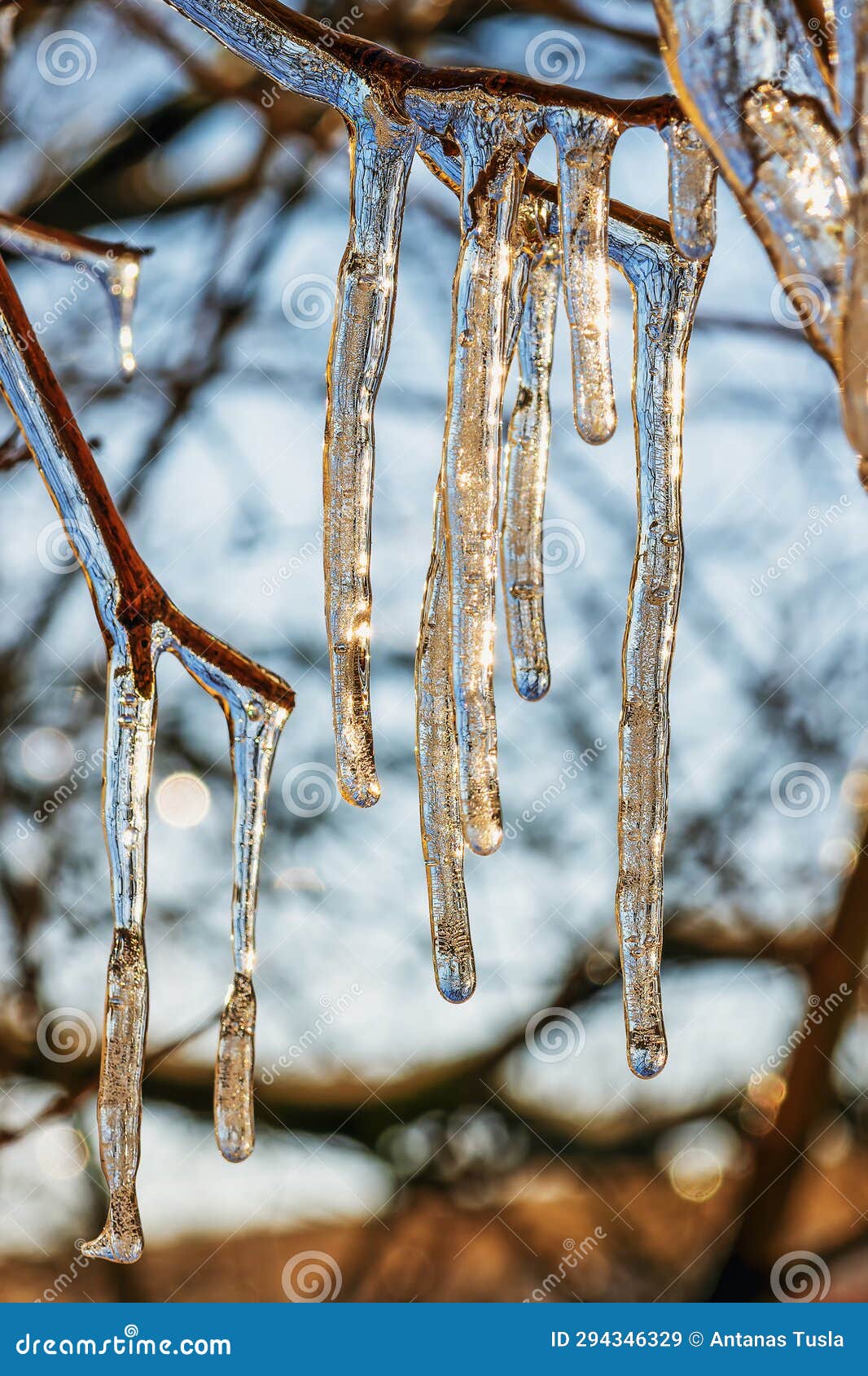 In Winter, Long Icicles Hang on the Branches Stock Image - Image of ...