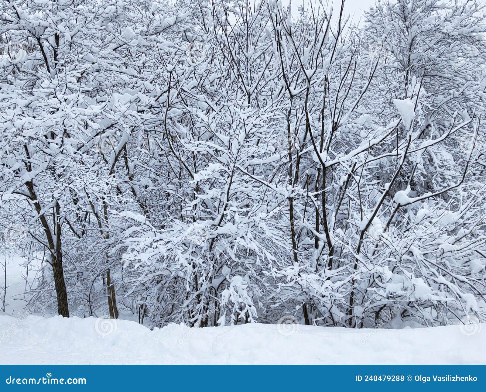 Winter. a lot of snow stock photo. Image of colors, view - 240479288