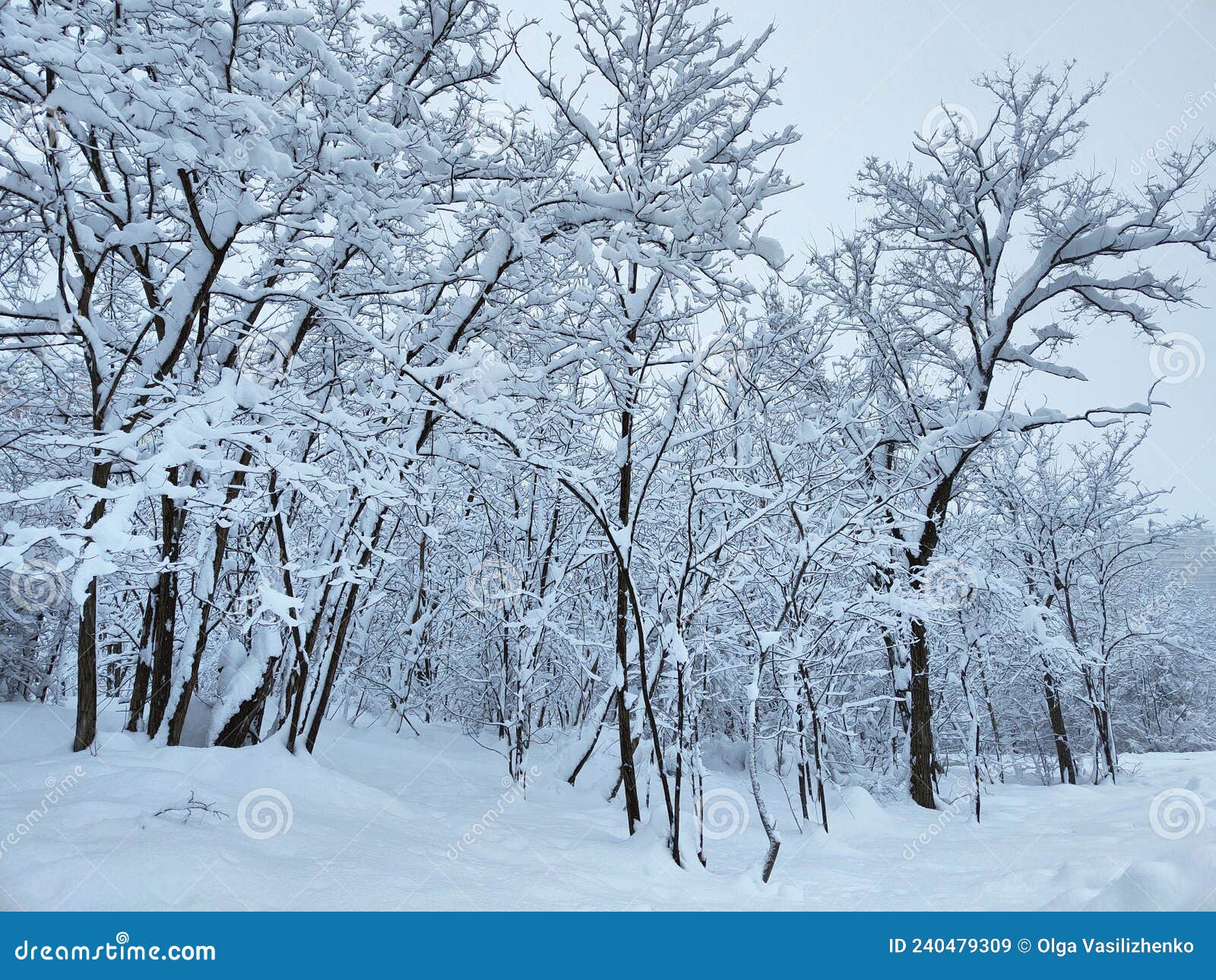 Winter. a lot of snow stock image. Image of shadow, aerial - 240479309