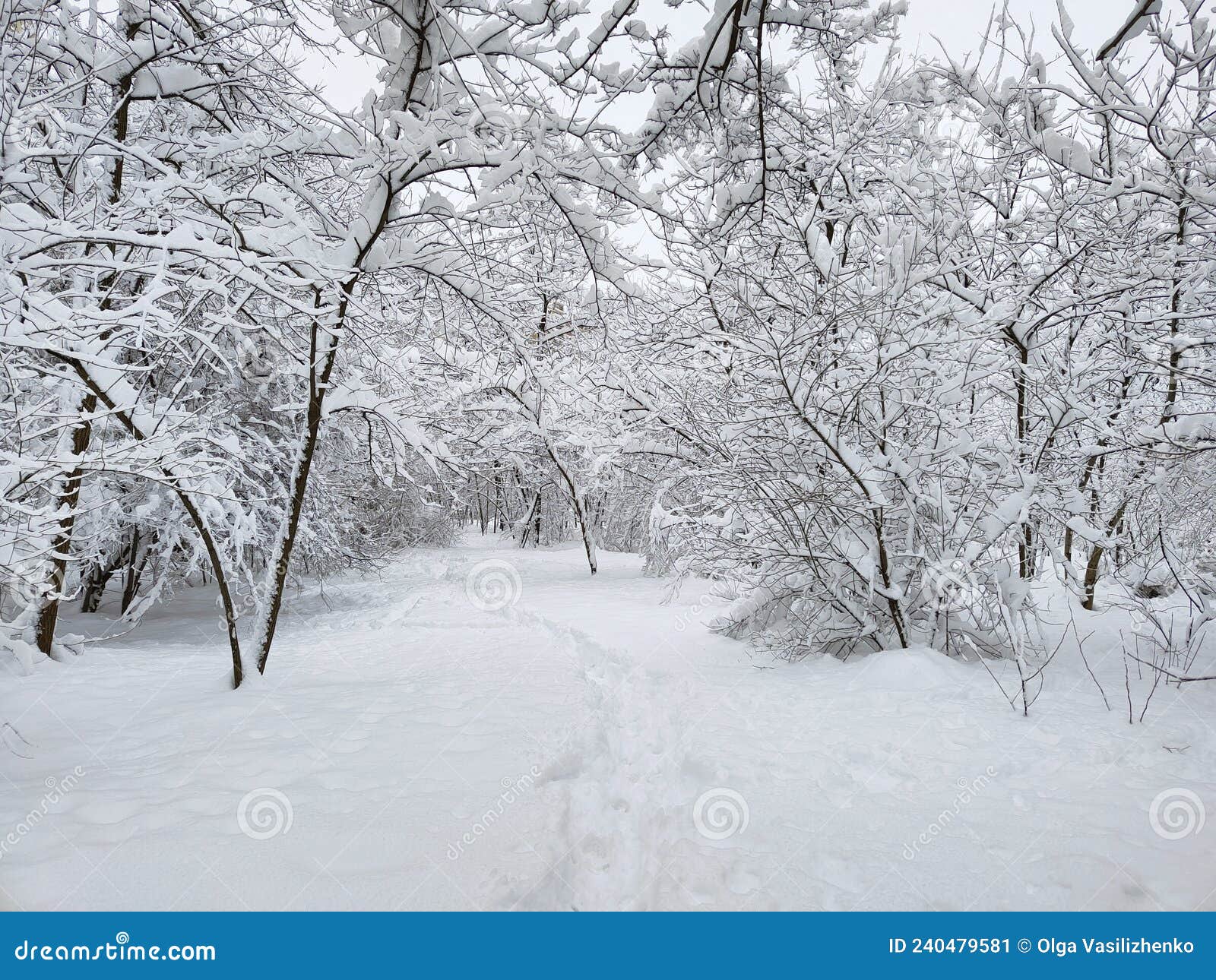 Winter. a lot of snow stock image. Image of ethereal - 240479581
