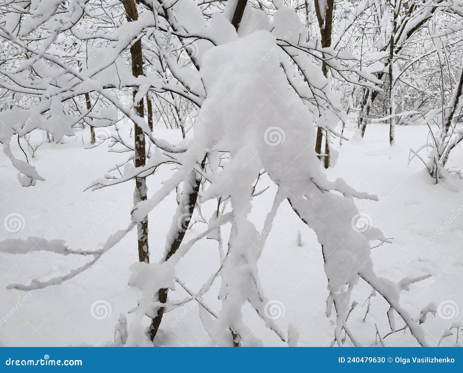 Winter. a lot of snow stock photo. Image of panorama - 240479630