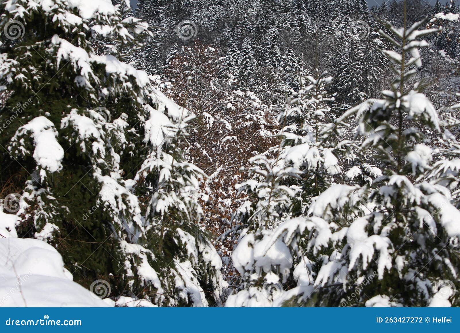 Winter with Lots of Snow in Bavaria is Beautiful Stock Photo - Image of ...