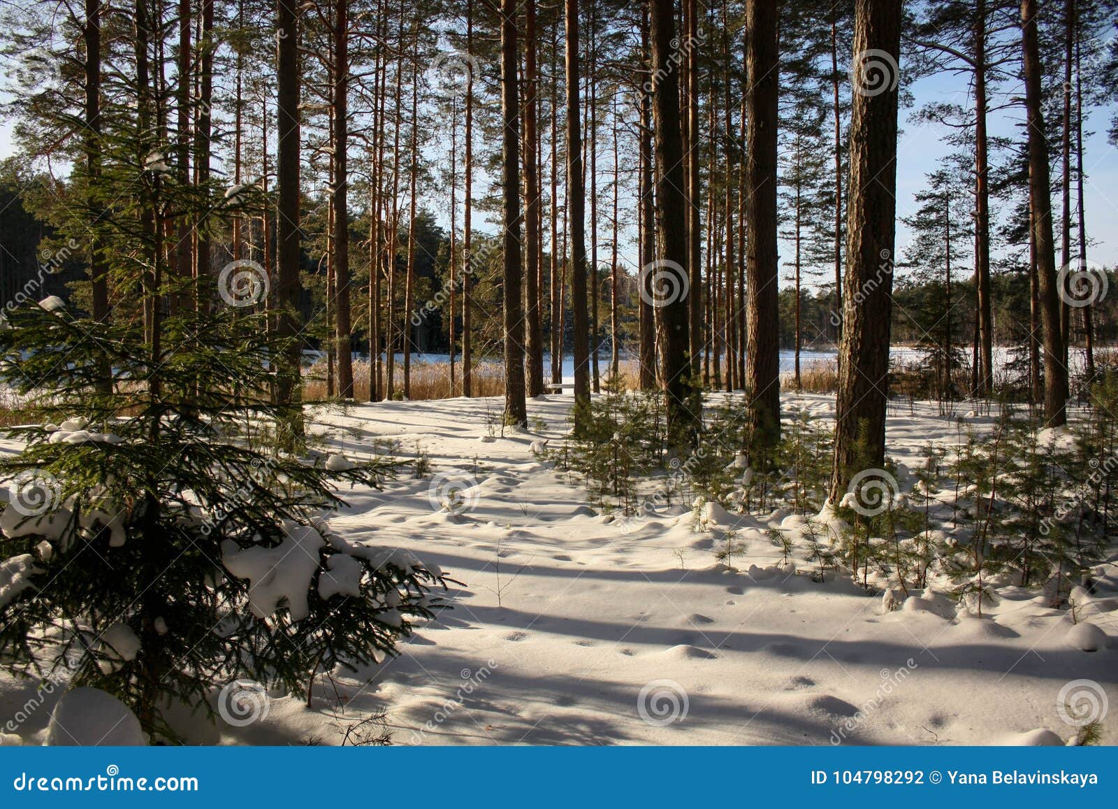 Winter with Lots of Snow in Russian Forest Stock Photo - Image of ...