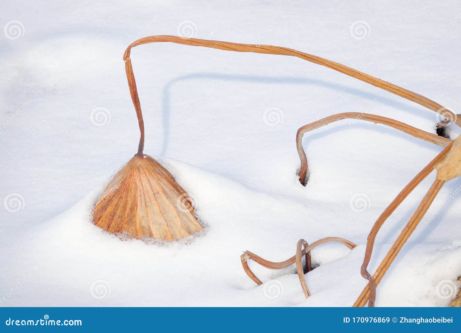 Winter lotus leaf stock image. Image of snow, white - 170976869