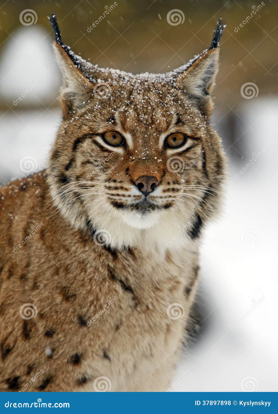 Winter Lynx stock photo. Image of wildlife, themes, animals - 37897898