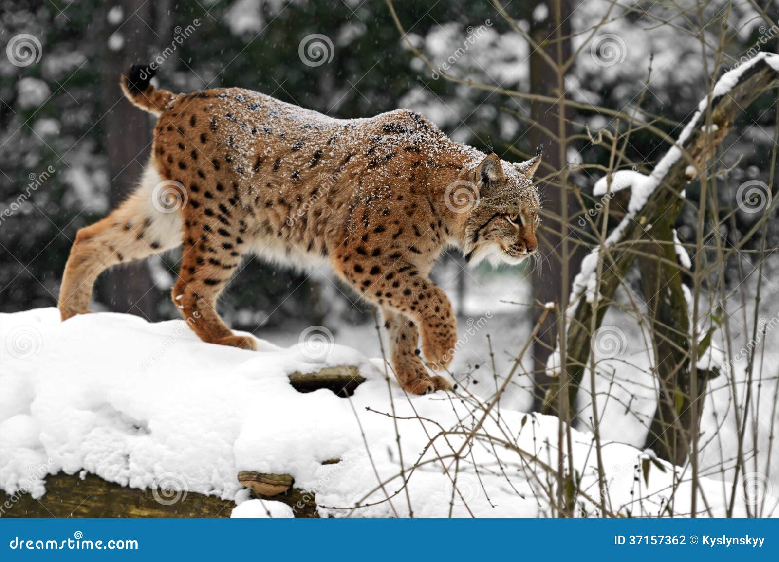 Winter Lynx stock photo. Image of fauna, wild, mammals - 37157362