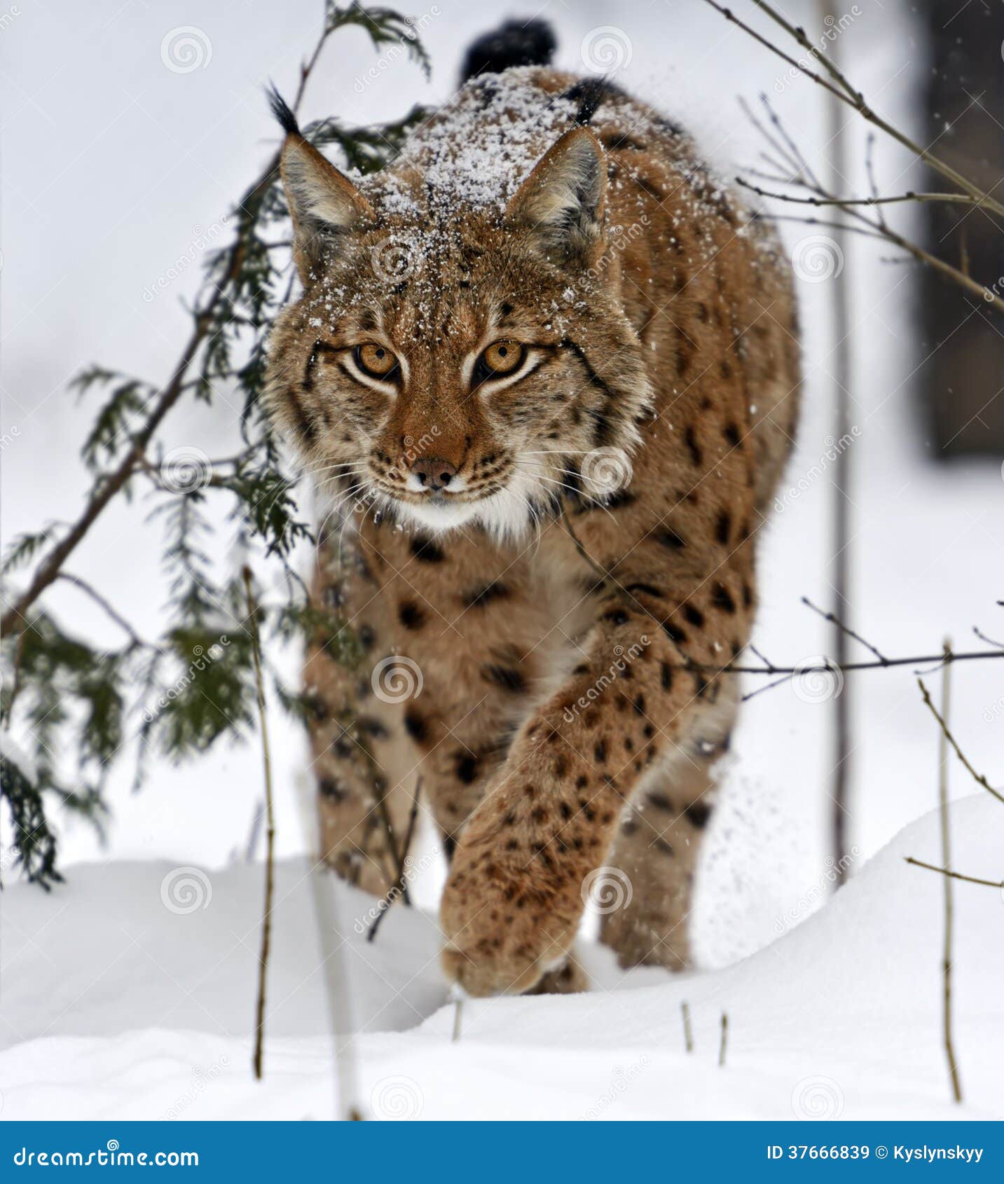 Winter Lynx stock image. Image of predator, animals, wildlife - 37666839