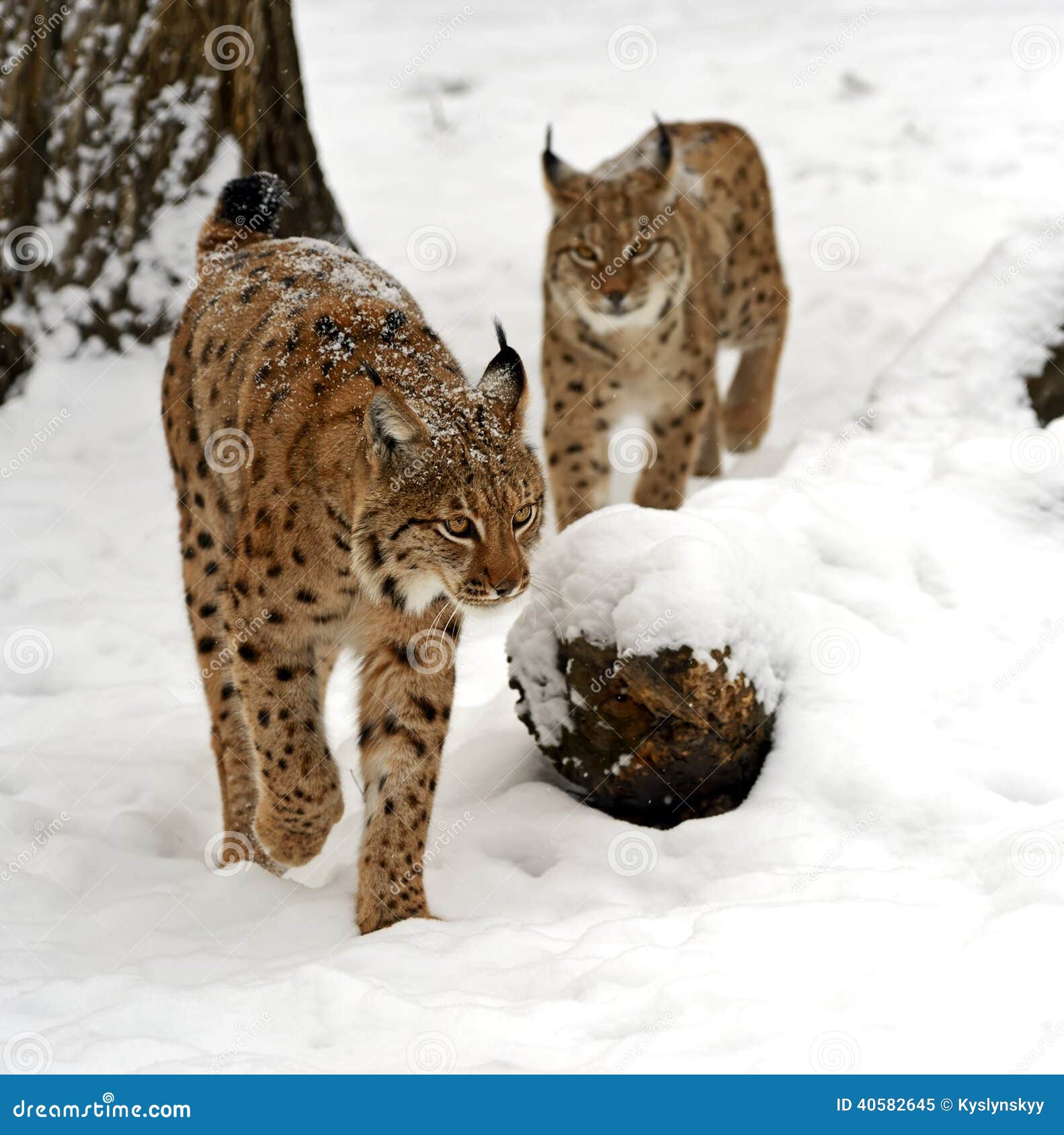 Winter Lynx stock image. Image of wild, careful, lynx - 40582645