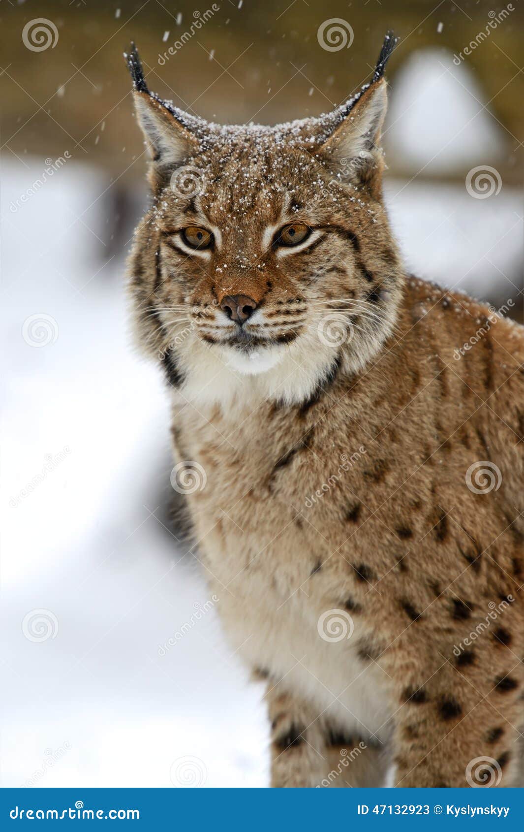 Winter Lynx stock image. Image of wildlife, habitat, fauna - 47132923