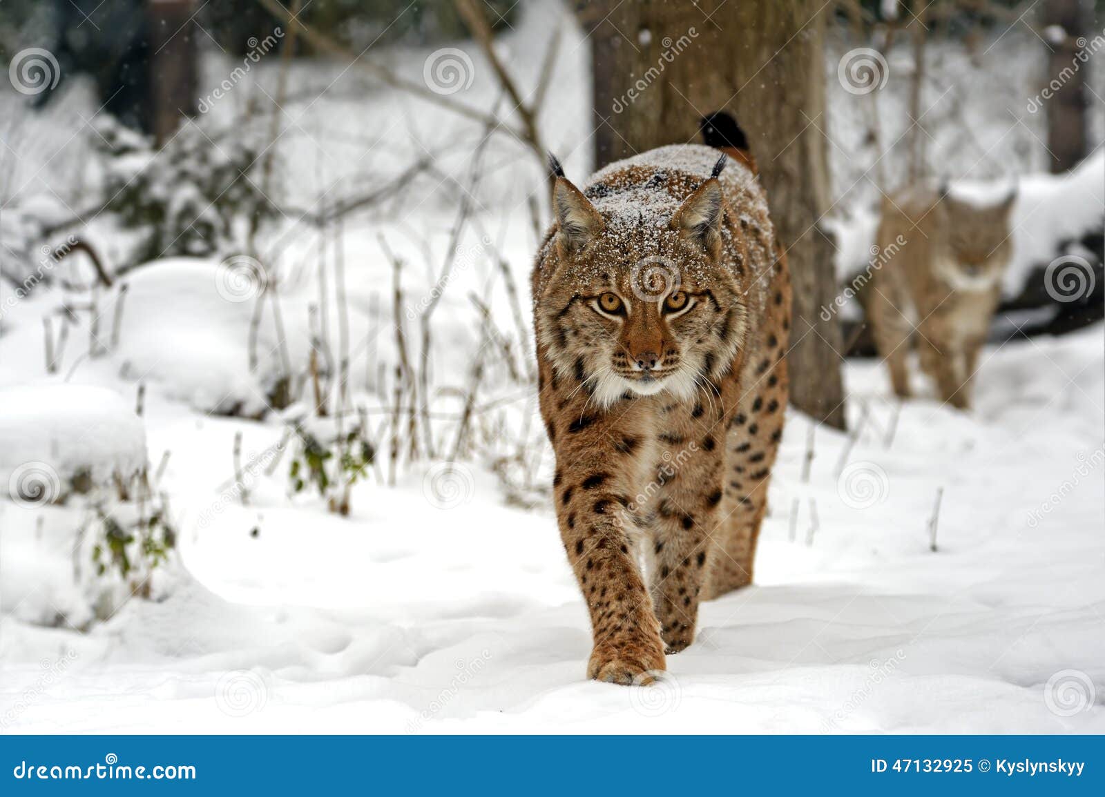 Winter Lynx stock image. Image of attentive, predatory - 47132925